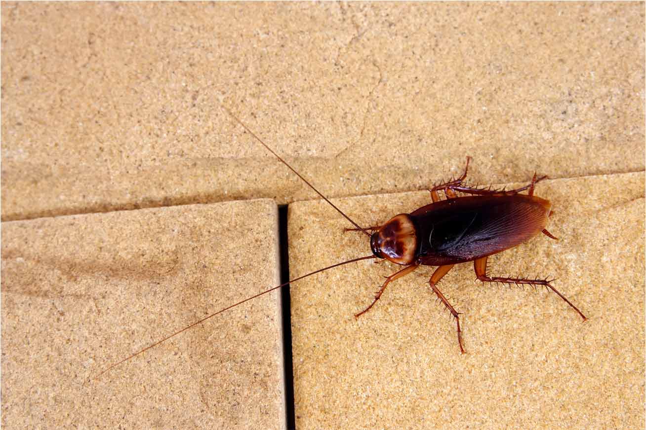 Pest Control Services in Minneapolis, MN