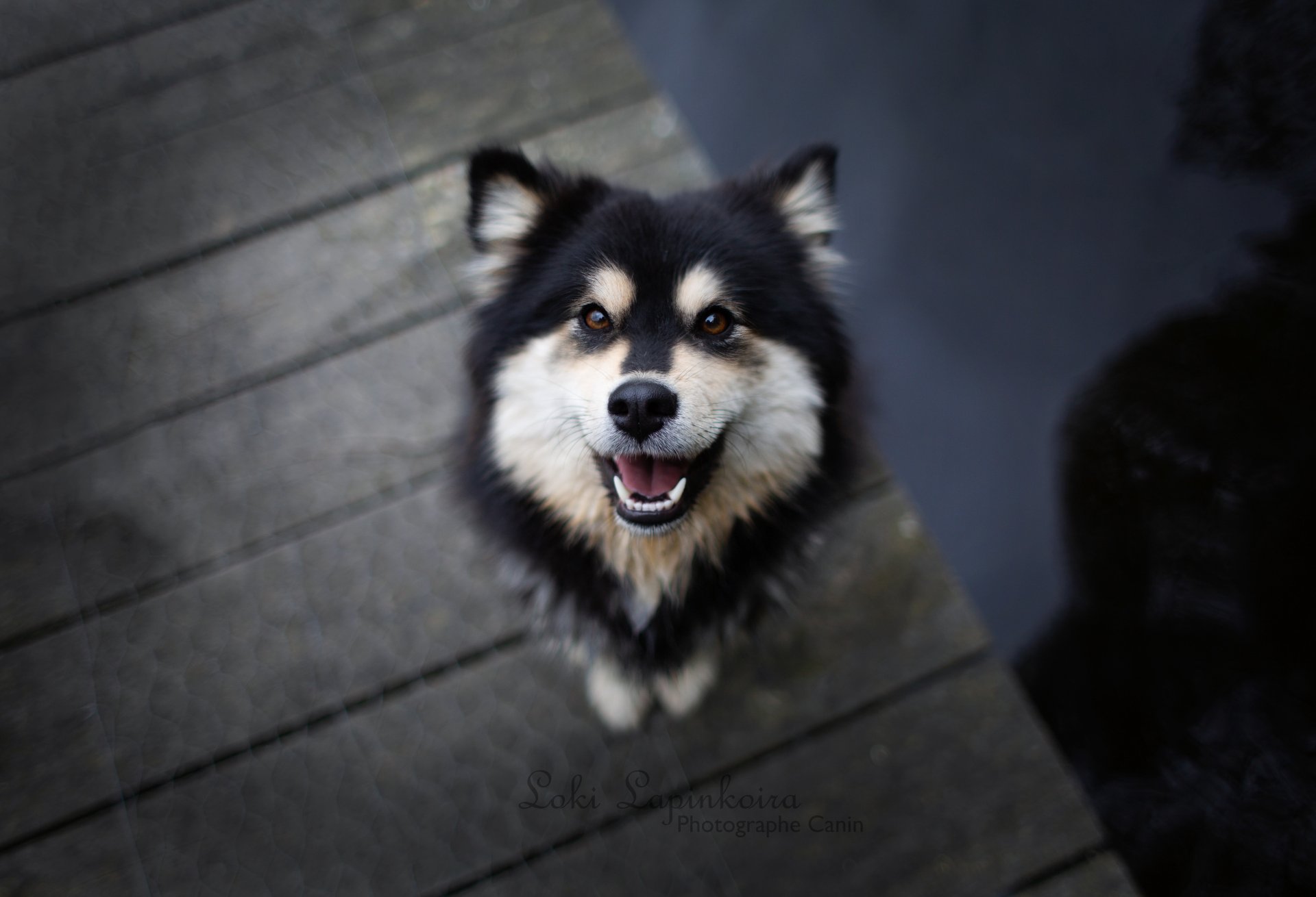 Finnish Lapponian Dog