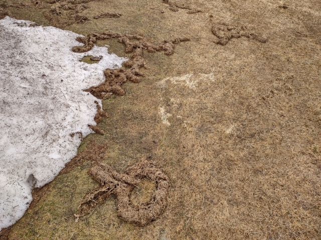 Vole and Pocket Gopher Damage