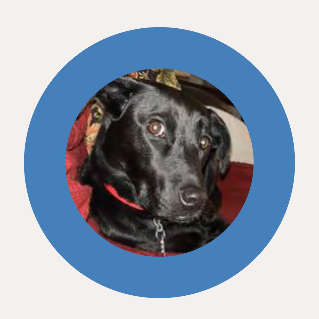 TLI Transportation Shipping Mascot