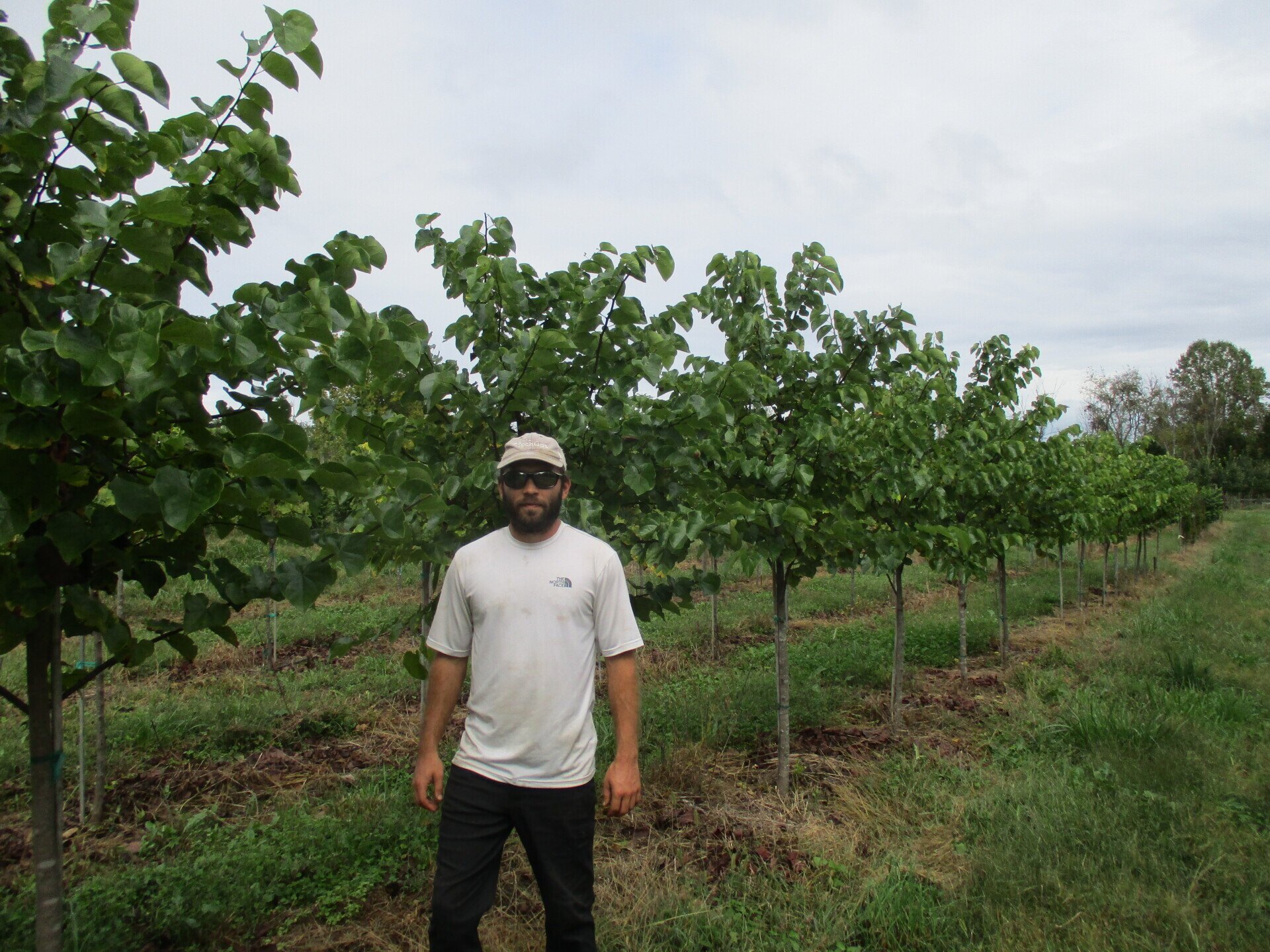 Tree Farm | Nicholasville, KY | Glynn Young's Landscaping and Nursery ...