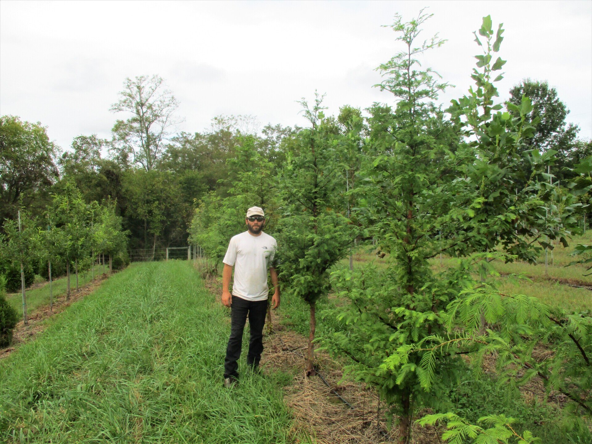 Tree Farm | Nicholasville, KY | Glynn Young's Landscaping and Nursery ...