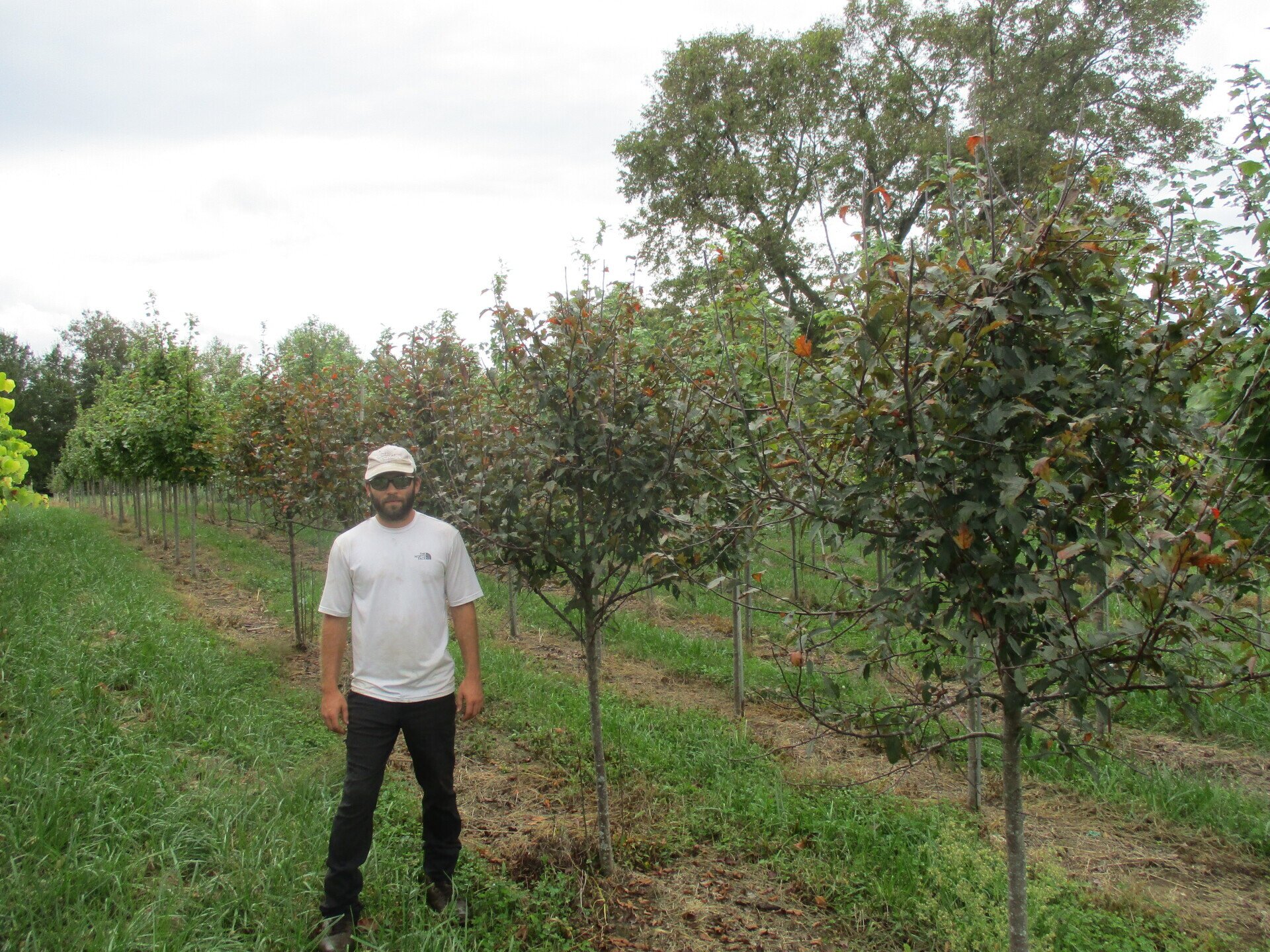 Tree Farm | Nicholasville, KY | Glynn Young's Landscaping and Nursery ...