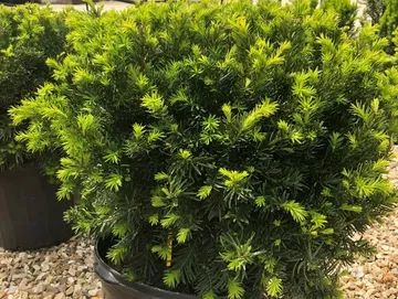 Evergreen Shrubs | Tree Rows 4 U