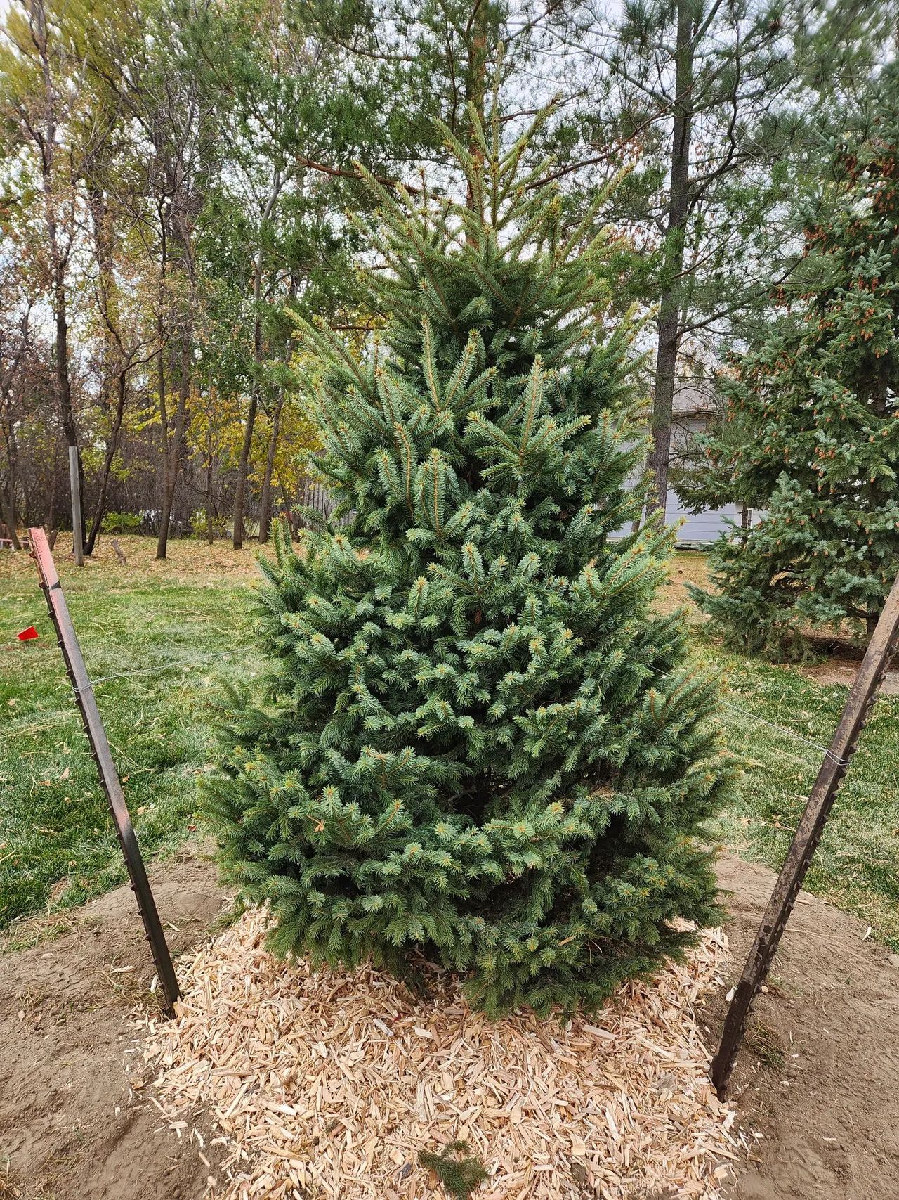 Black Hills Spruce Tree Growth Rate