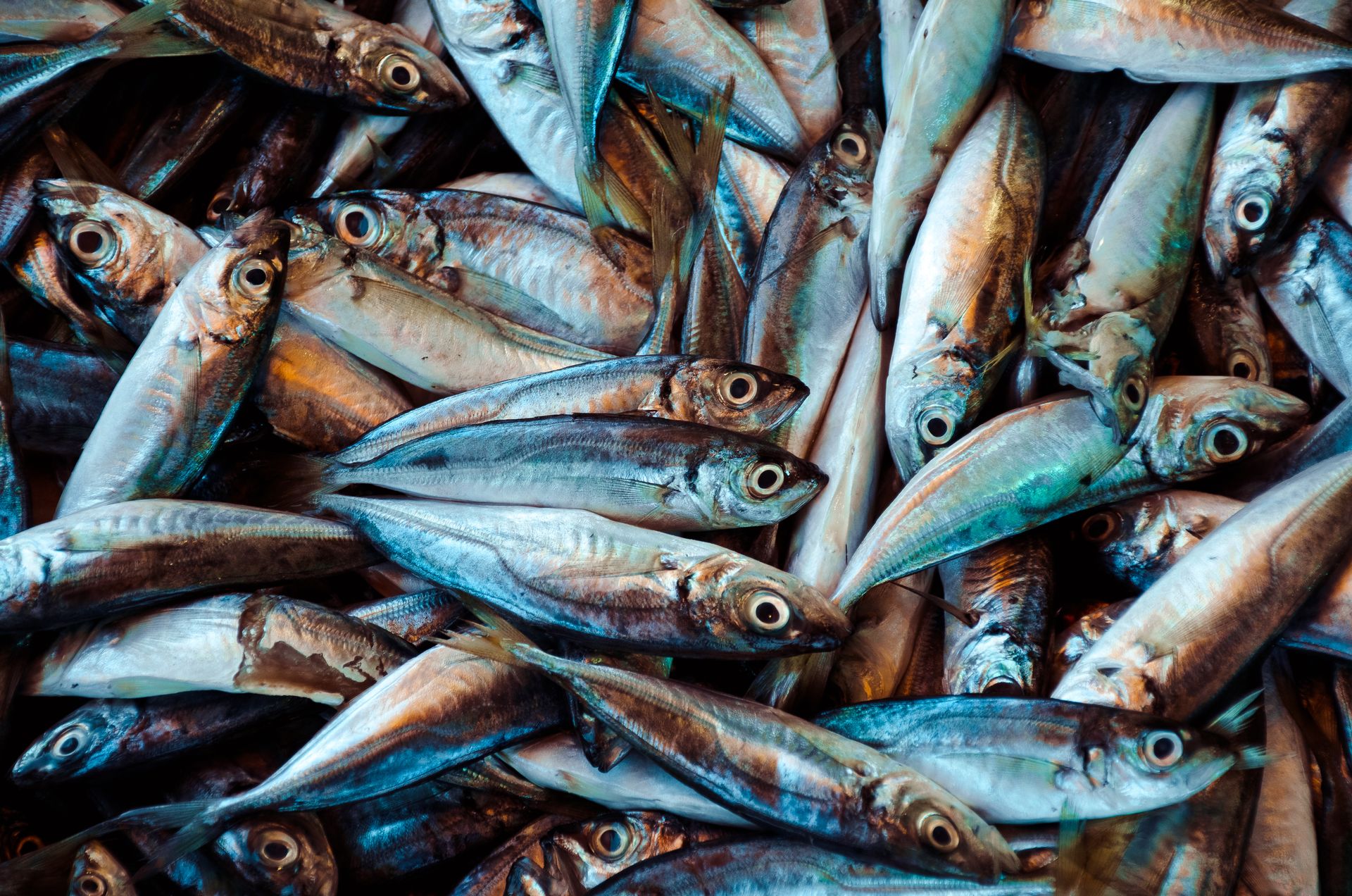 Fresh Seafood | North Myrtle Beach, SC | North Atlantic Seafood Market