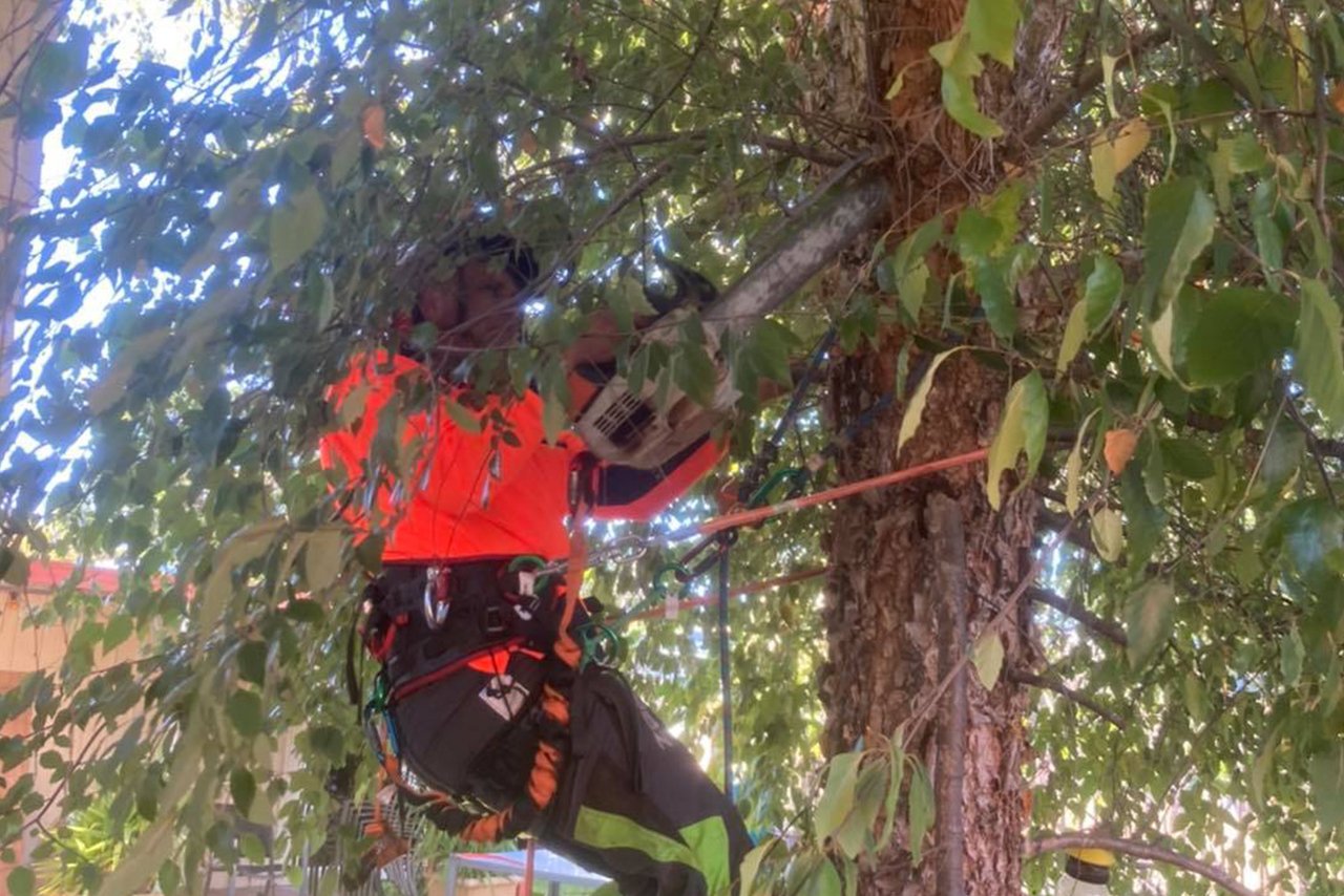 Pruning & Maintenance Dubbo | Arbortec Tree Service