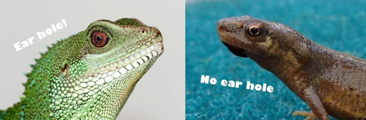 Salamanders and Lizards: 14 ways to tell them apart!