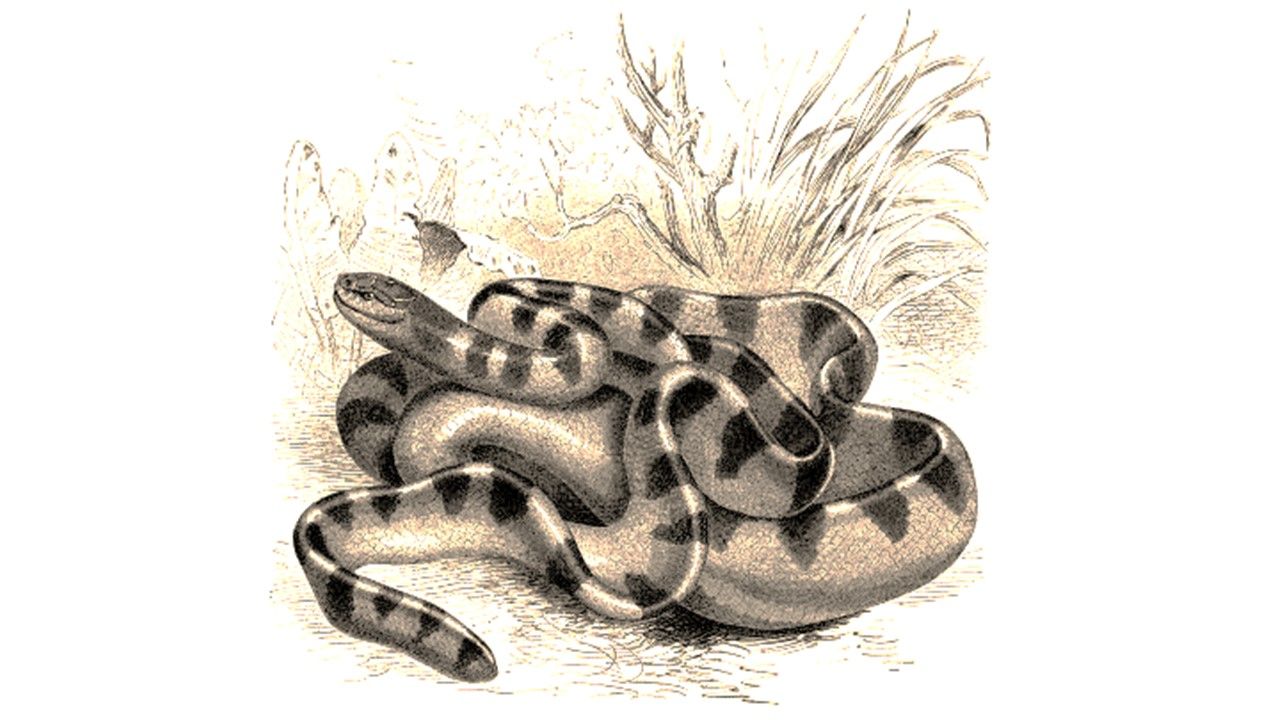 Kleurvisie keerde terug bij zeeslangen: verrassend, maar ook niet