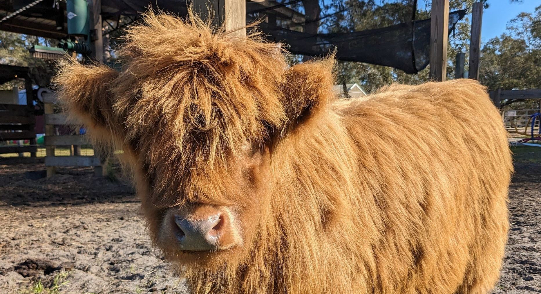 Highland Cow Cuddles | Melrose, FL | Rooterville Animal Sanctuary