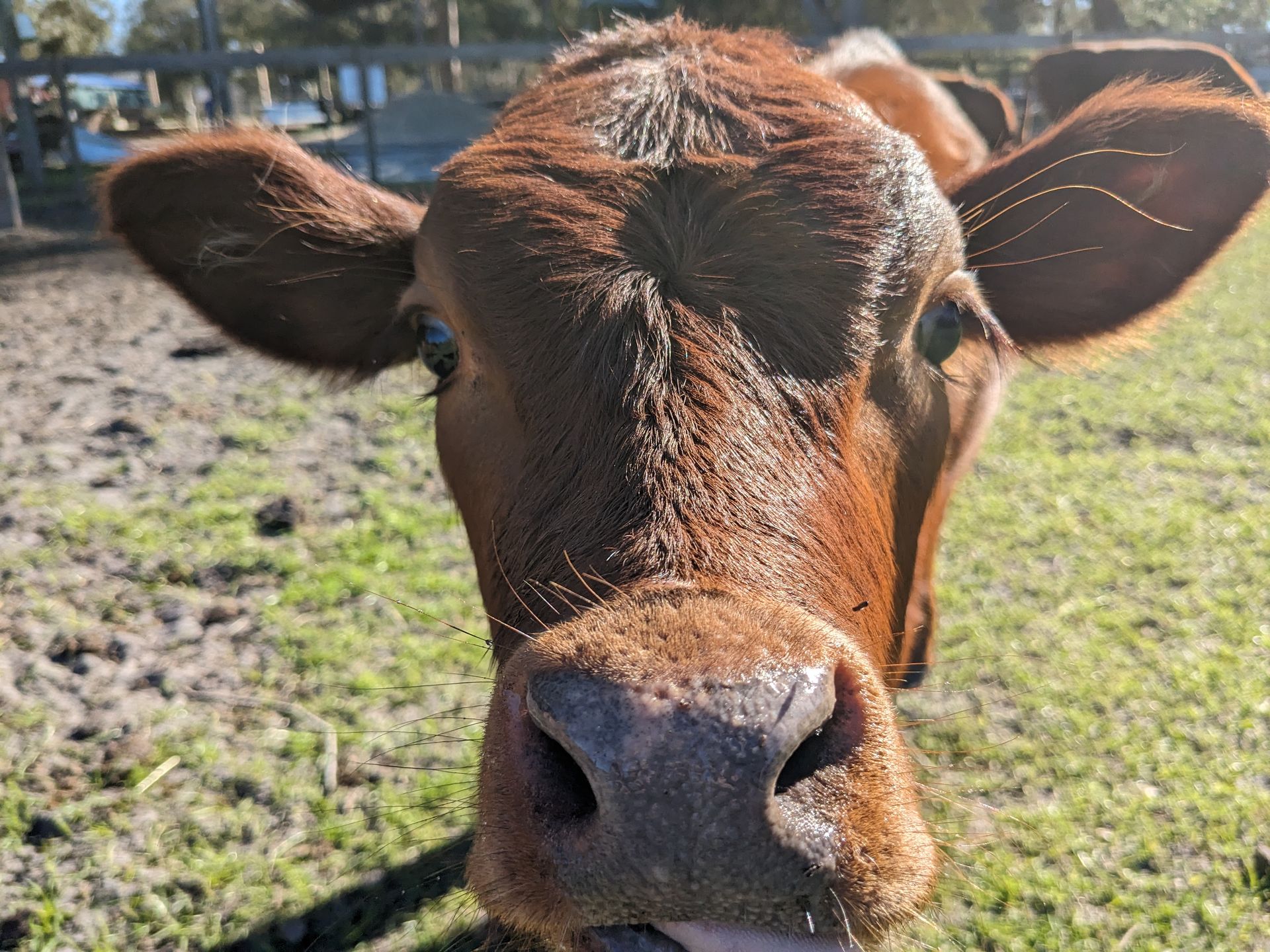 Cow Cuddling | Melrose, FL | Rooterville Animal Sanctuary