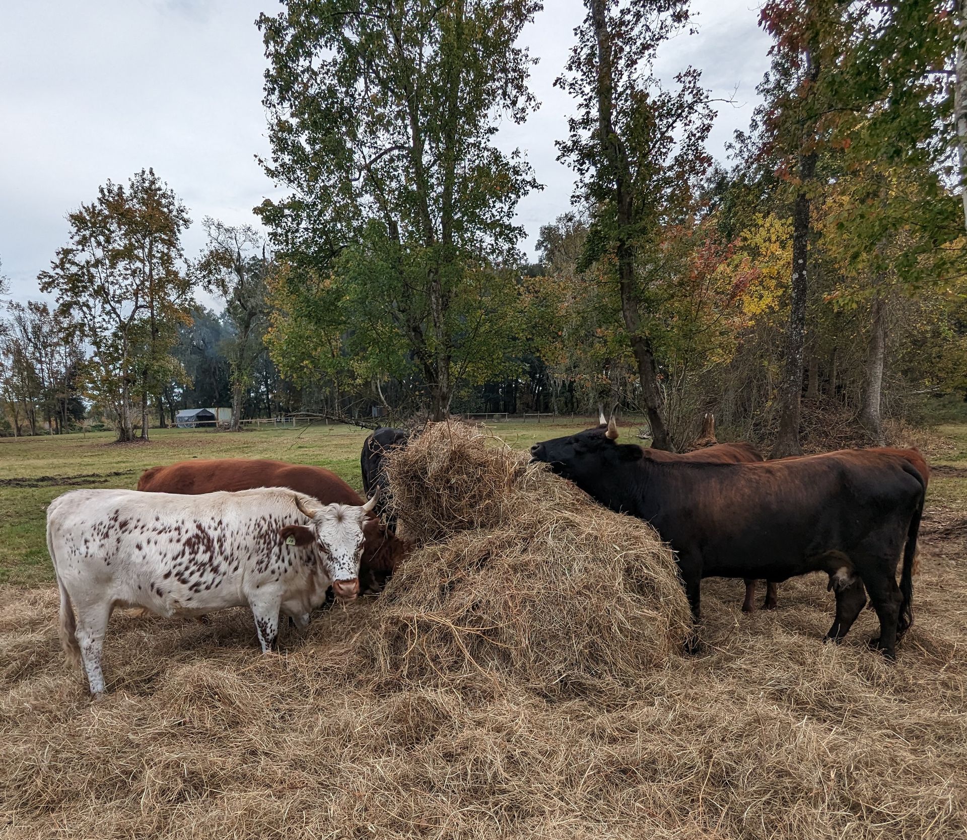 Cow Cuddling | Melrose, FL | Rooterville Animal Sanctuary