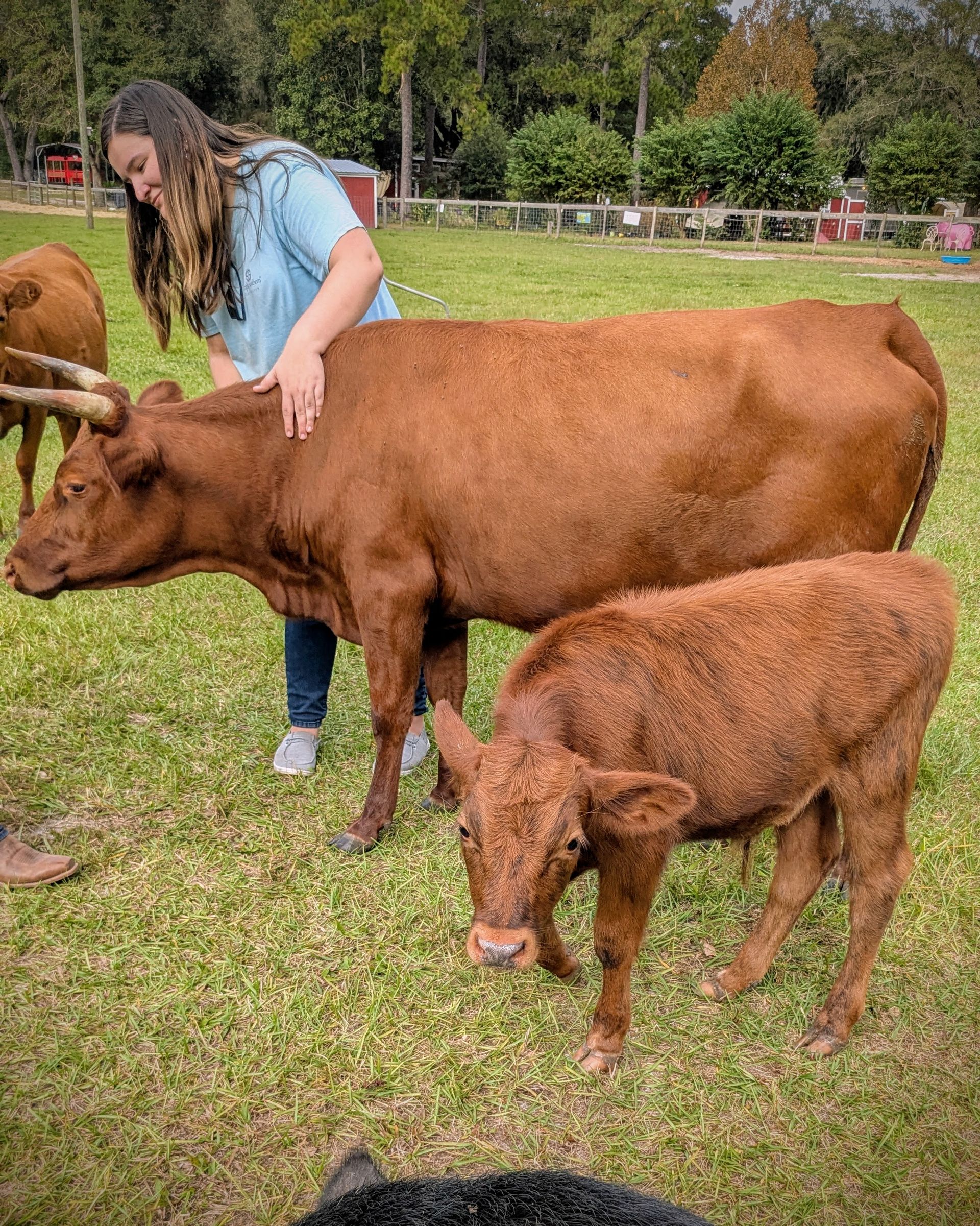 Cow Cuddling | Melrose, FL | Rooterville Animal Sanctuary