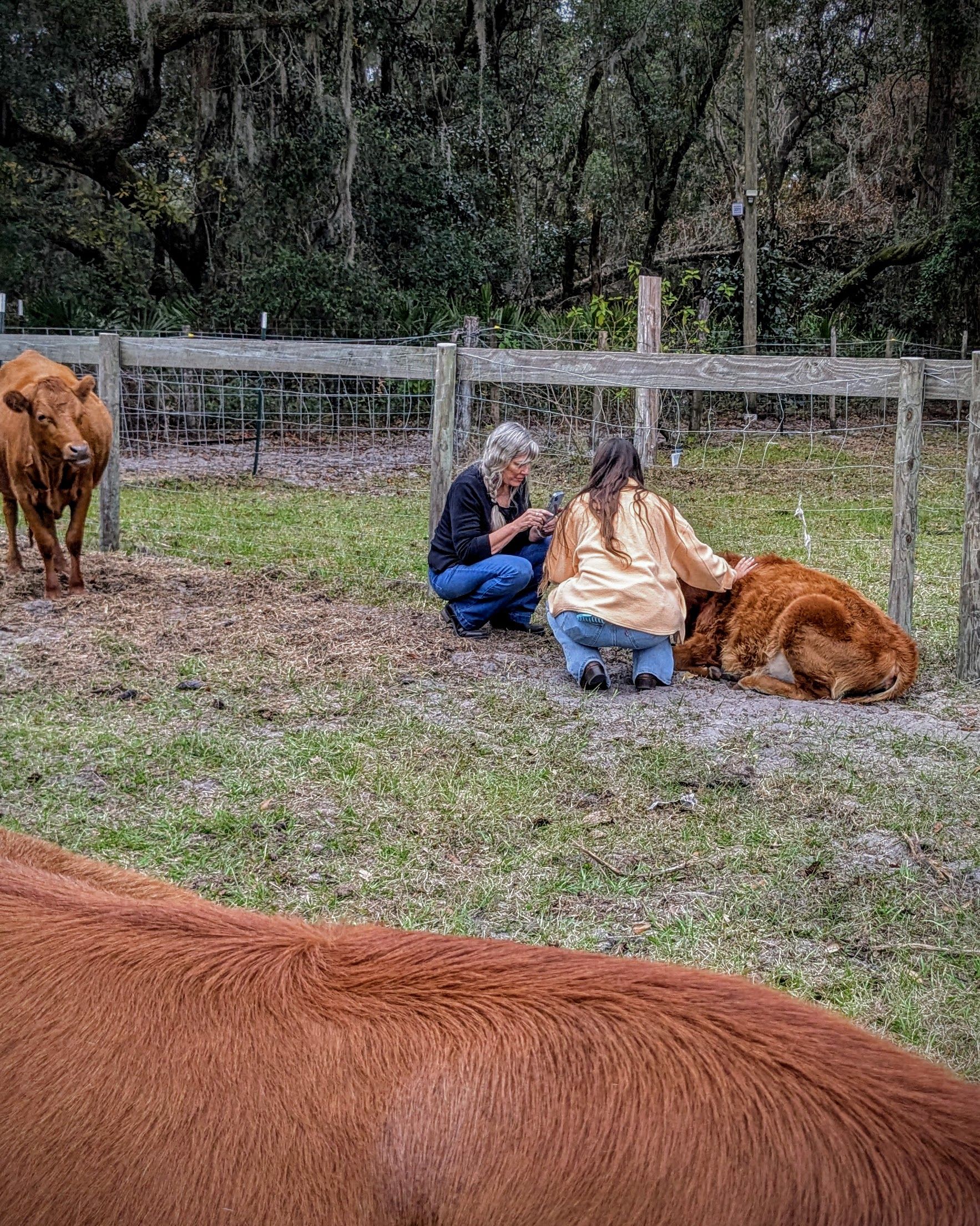 Cow Cuddling | Melrose, FL | Rooterville Animal Sanctuary