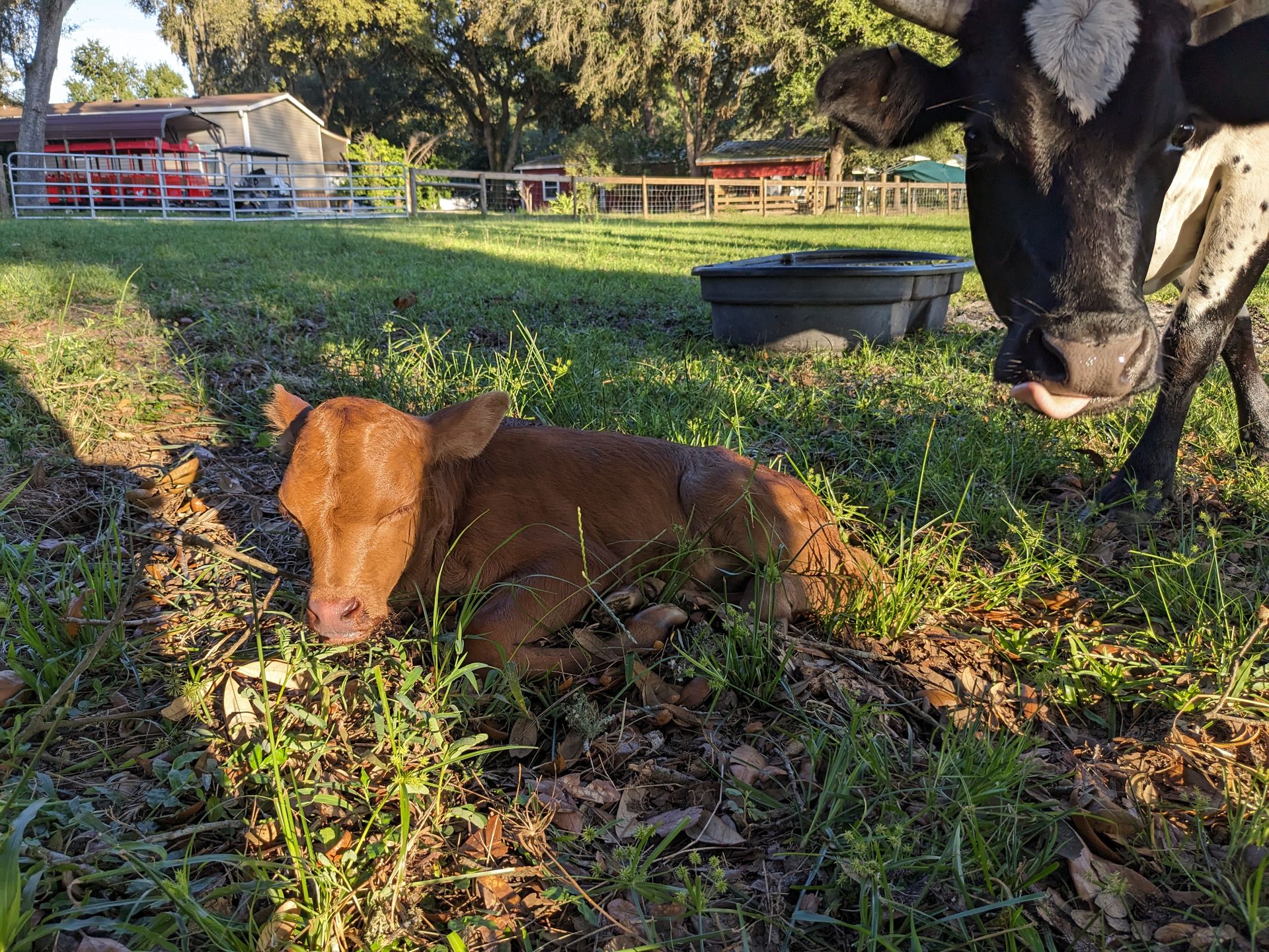 Cow Cuddling Combo | Melrose, FL | Rooterville Animal Sanctuary