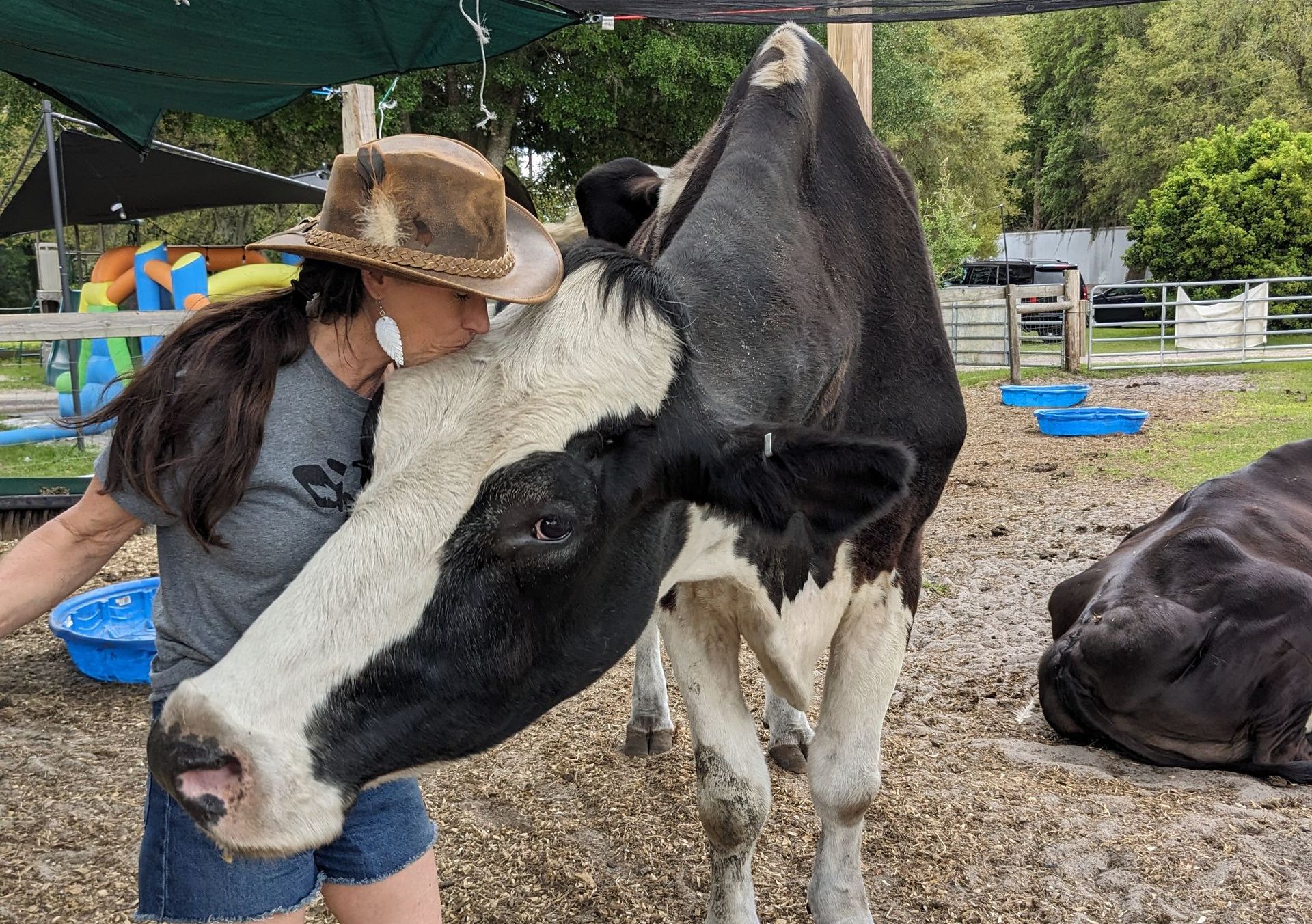 Benefits of Cow Cuddling Sessions | Rooterville Animal Sanctuary