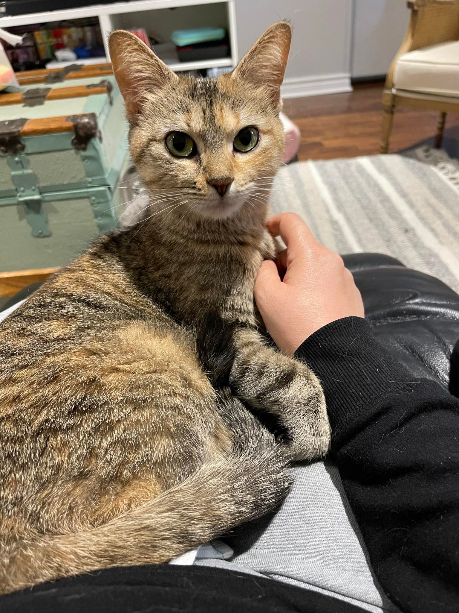 Arthur Animal Rescue | Adoptables