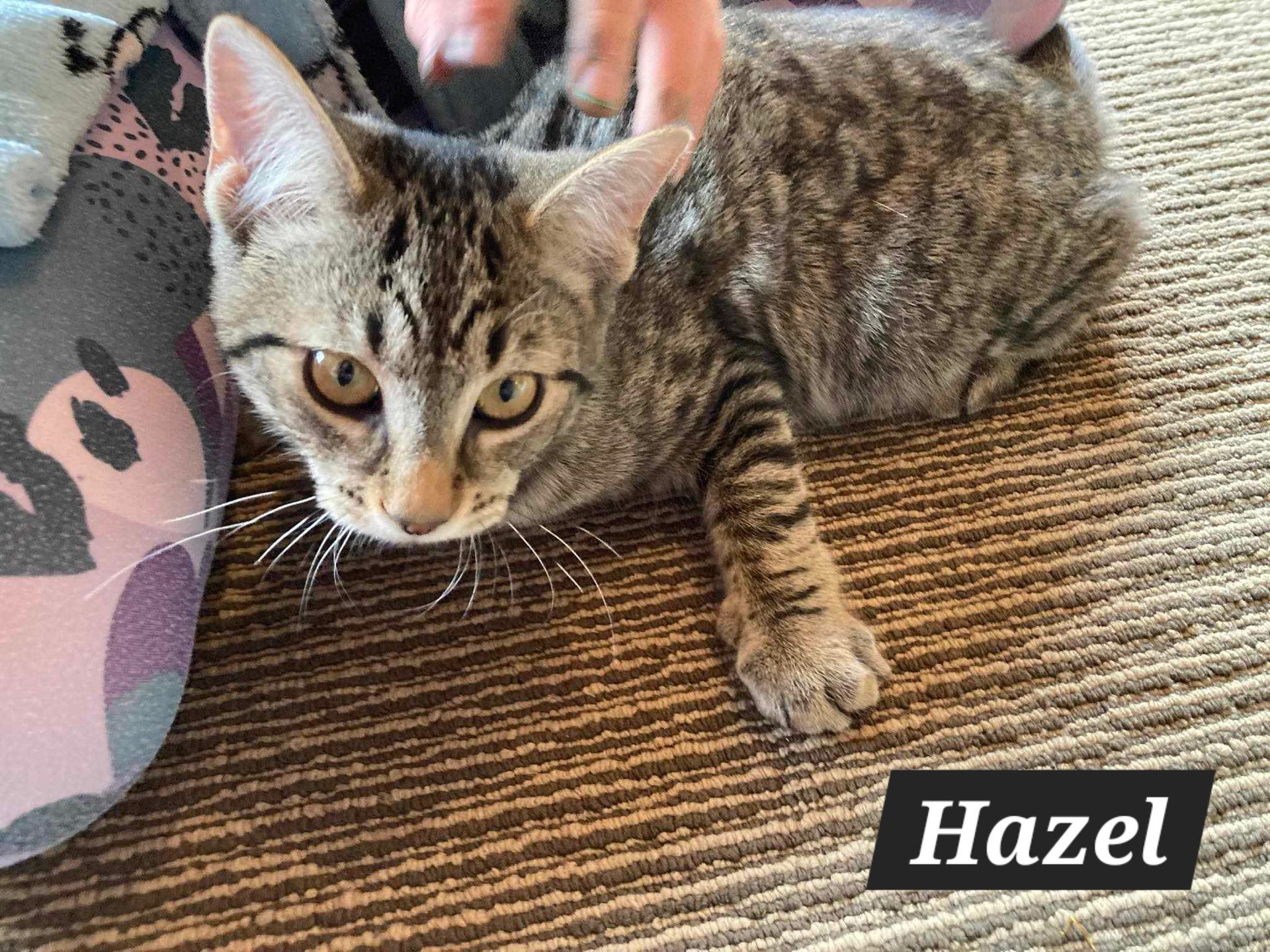 Arthur Animal Rescue | Adoptables