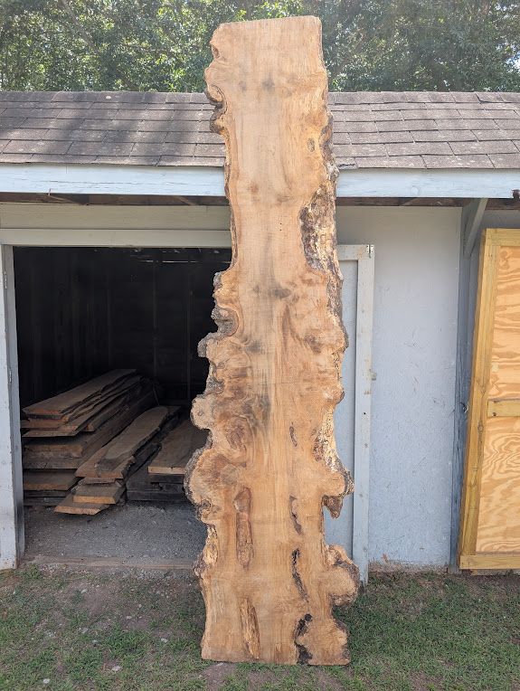 Maple Burl, Spalted & Ambrosia Maple Slabs for Sale | Live Edge & Kiln ...