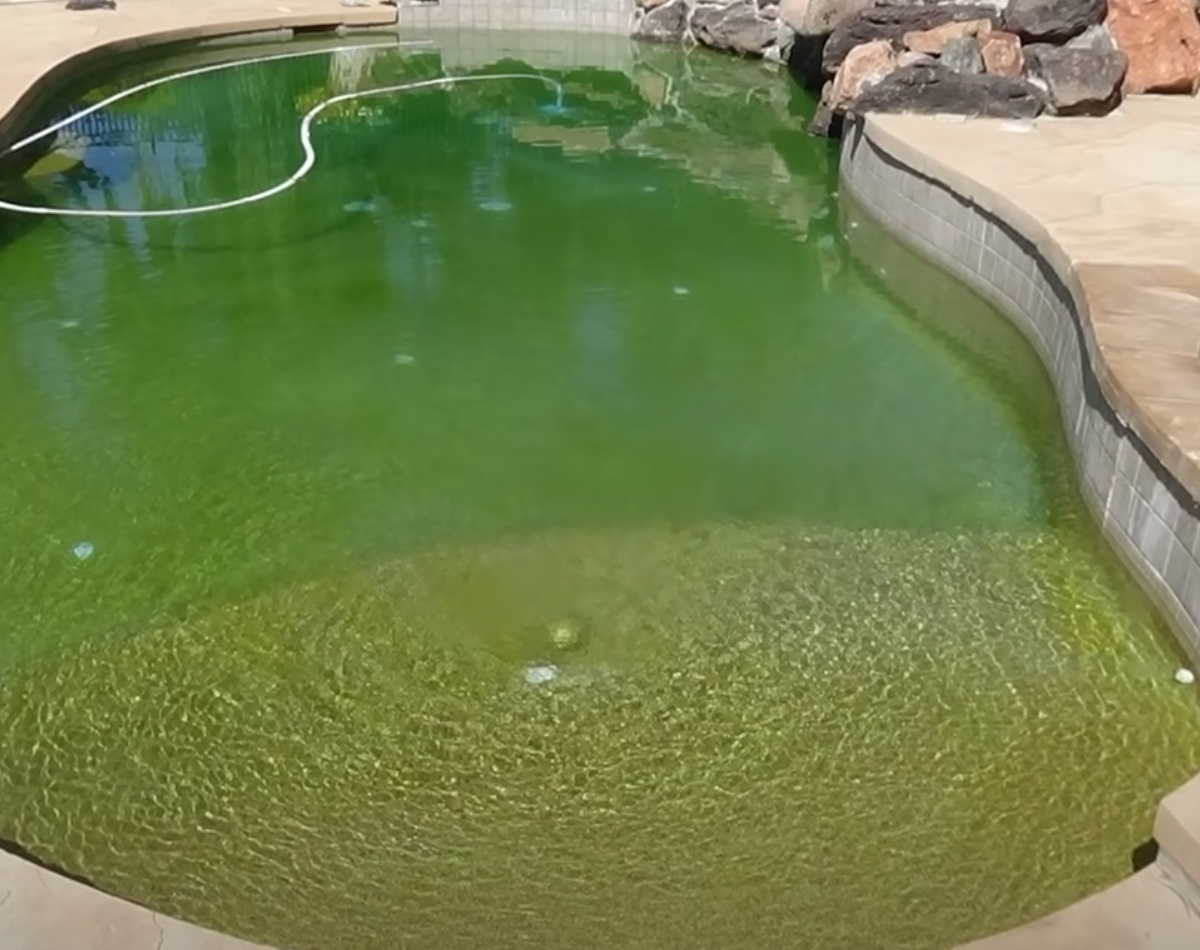 Green Pool Cleanup in Chandler AZ | Fix Algae Growth In Your Pool ...