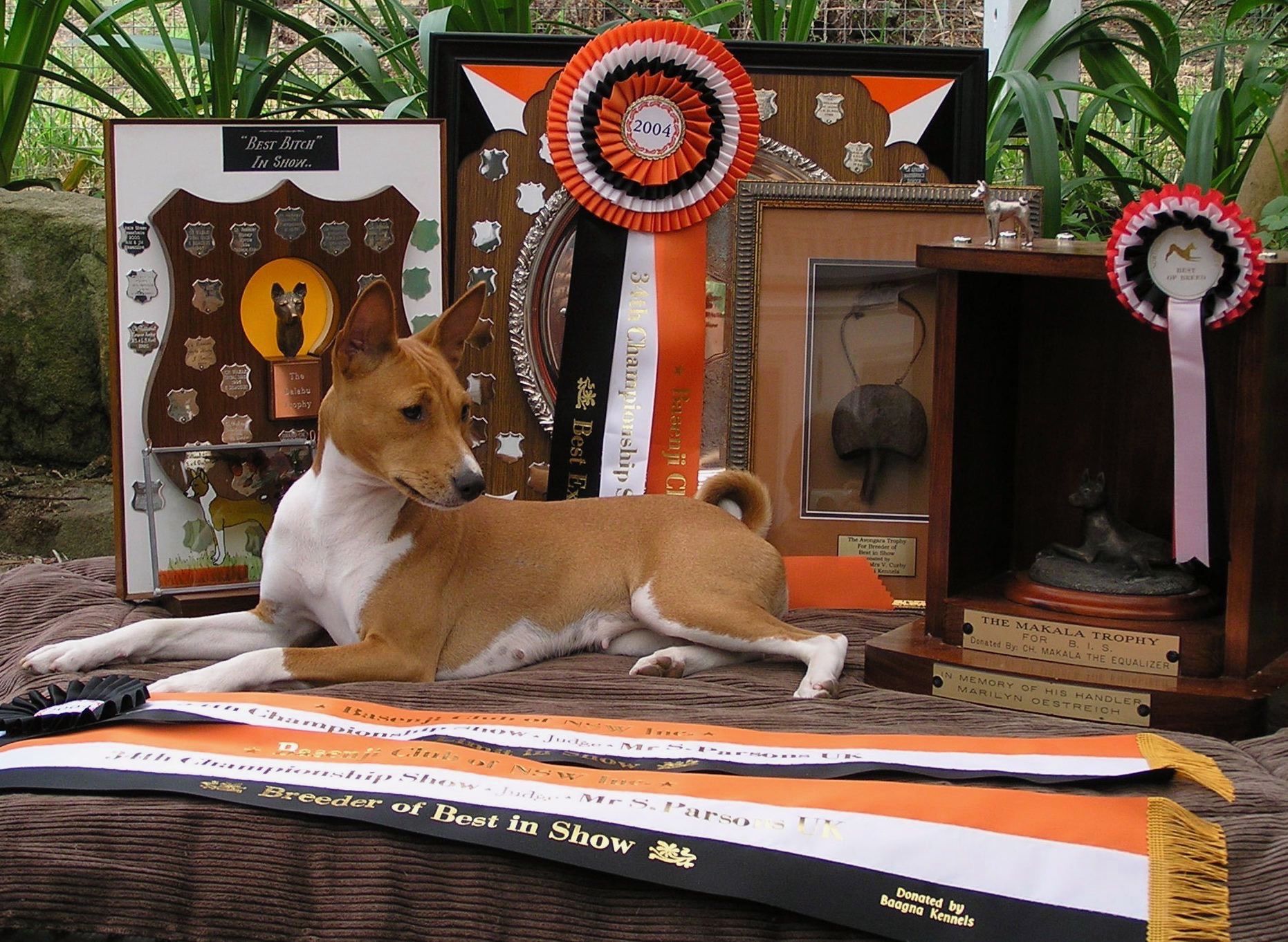 Home [www.bayenzibasenjis.com]