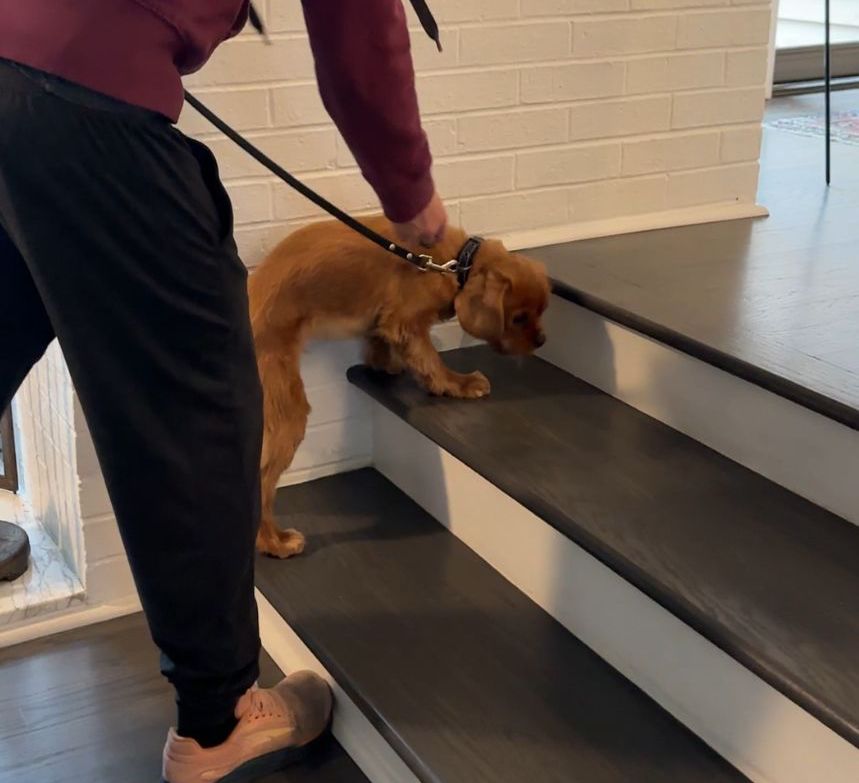 Home [www.molddogofva.com]