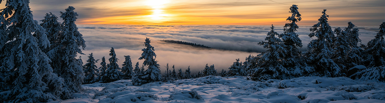 ROSE Report: Inside Today’s Finance-as-a-Service Model