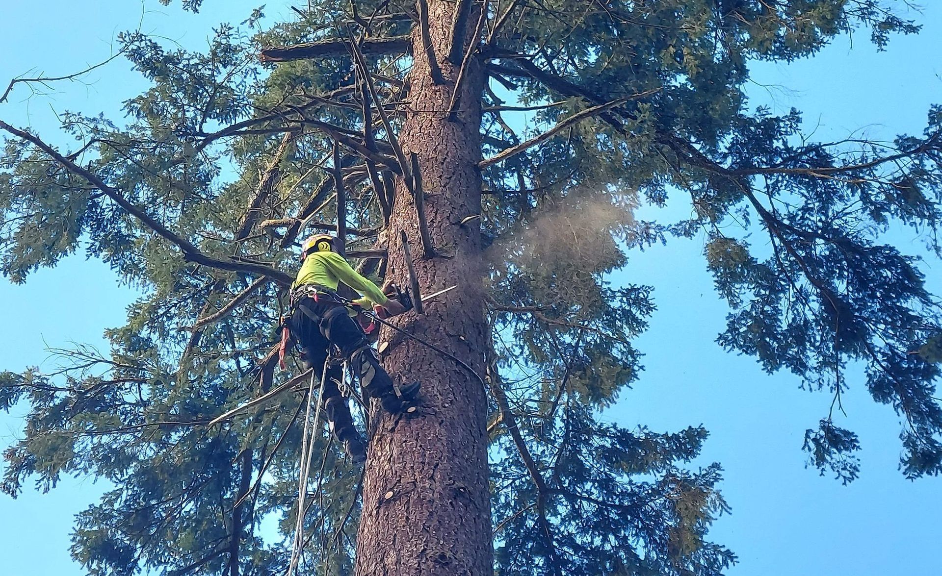 Tree Service Landscaping | Whidbey Island Anacortes, Skagit