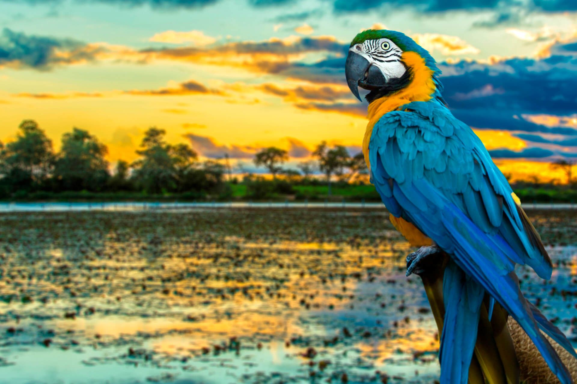 Blue Tree Hotels - Encontre um hotel ou resort Blue Tree nos melhores ...