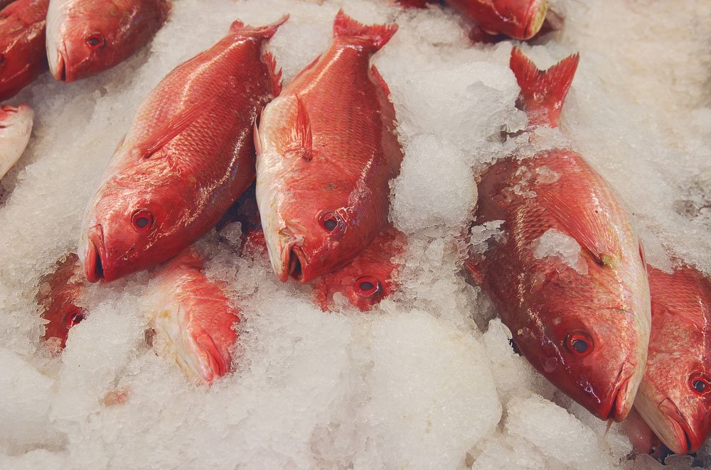 Guide To Fishing Snapper In Queensland