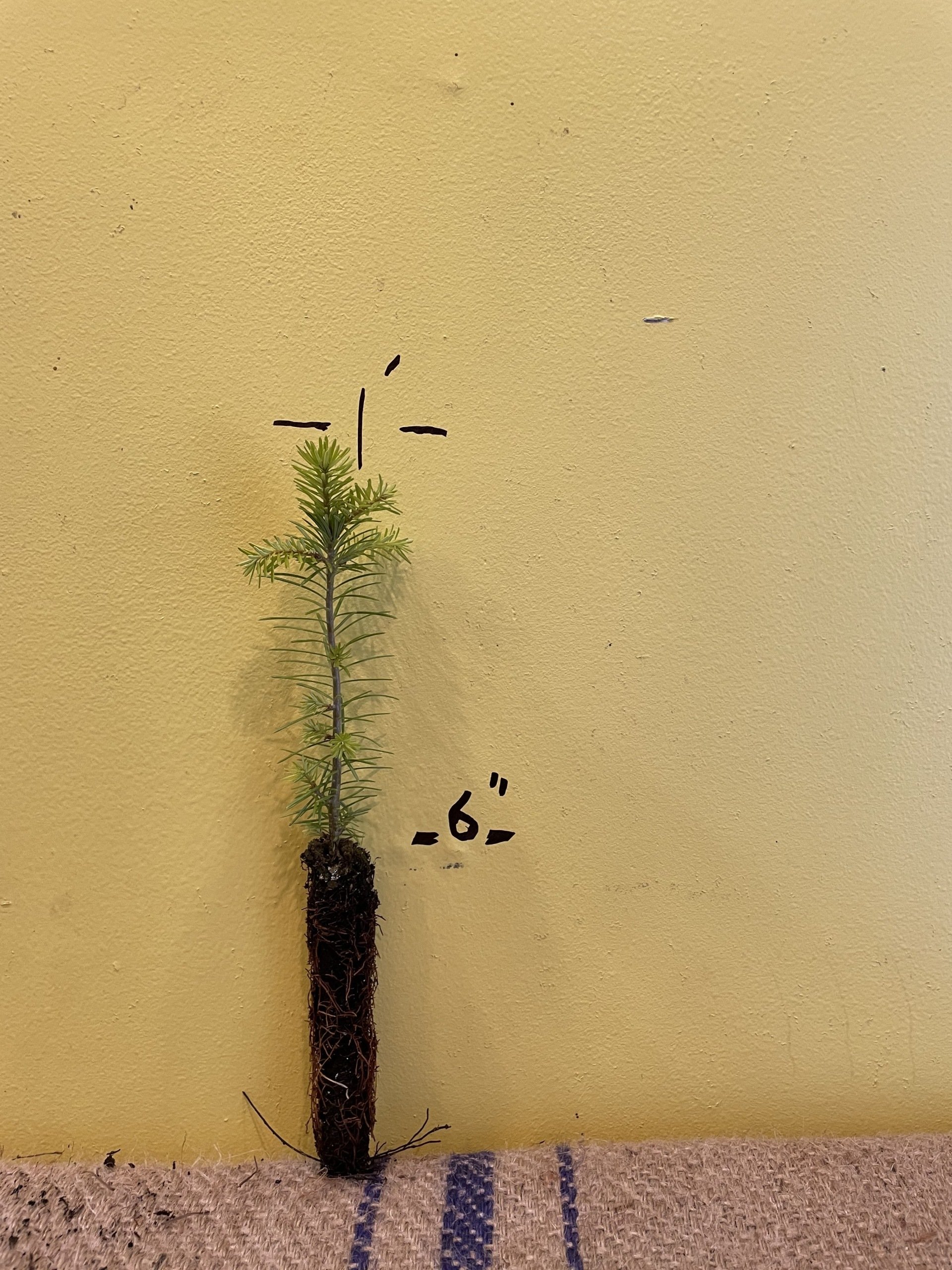 Conifer Tree Seedlings I Skandia, MI I EverGreen Nursery Inc