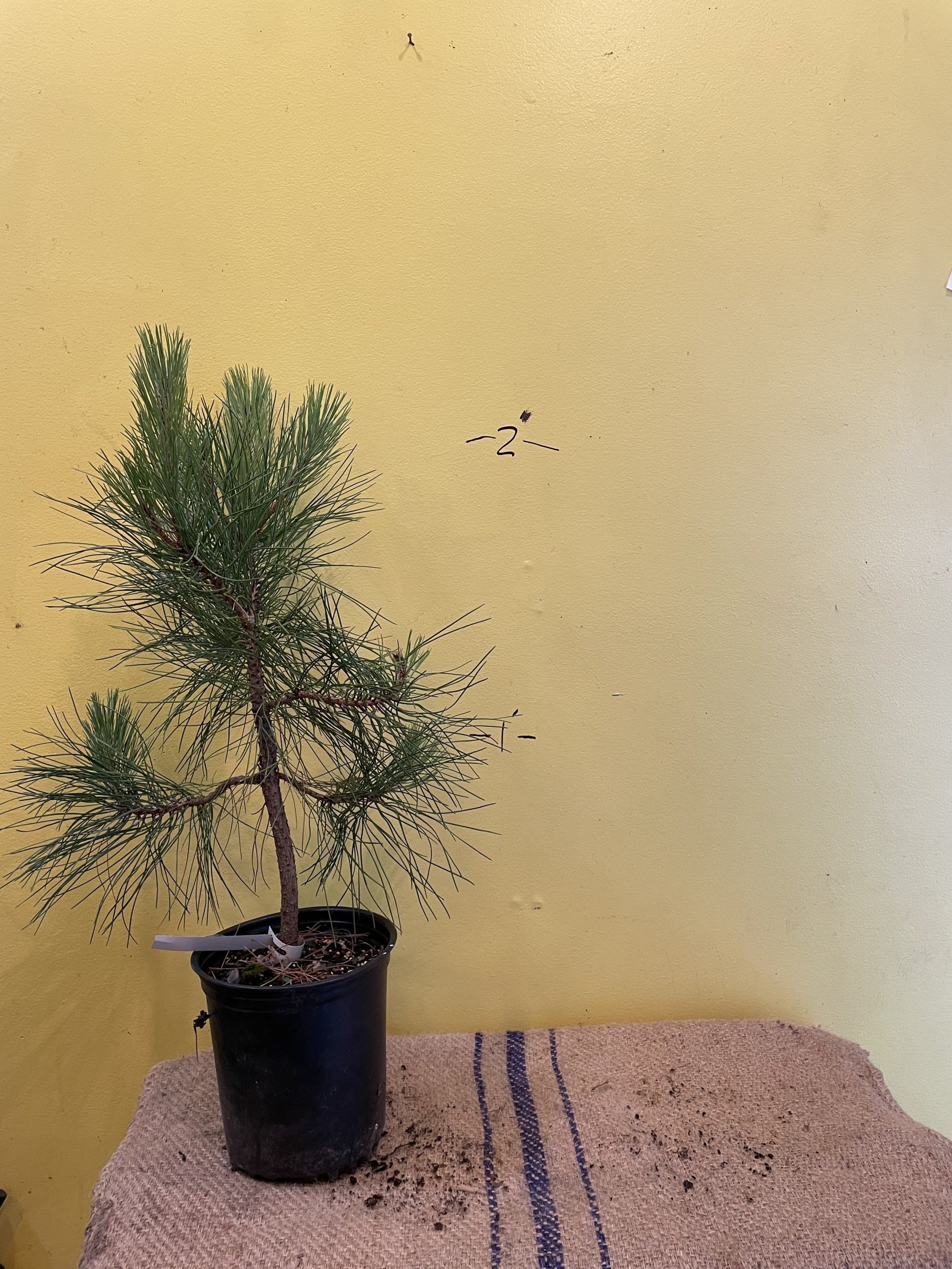 Potted Wildlife Trees in Marquette County, MI