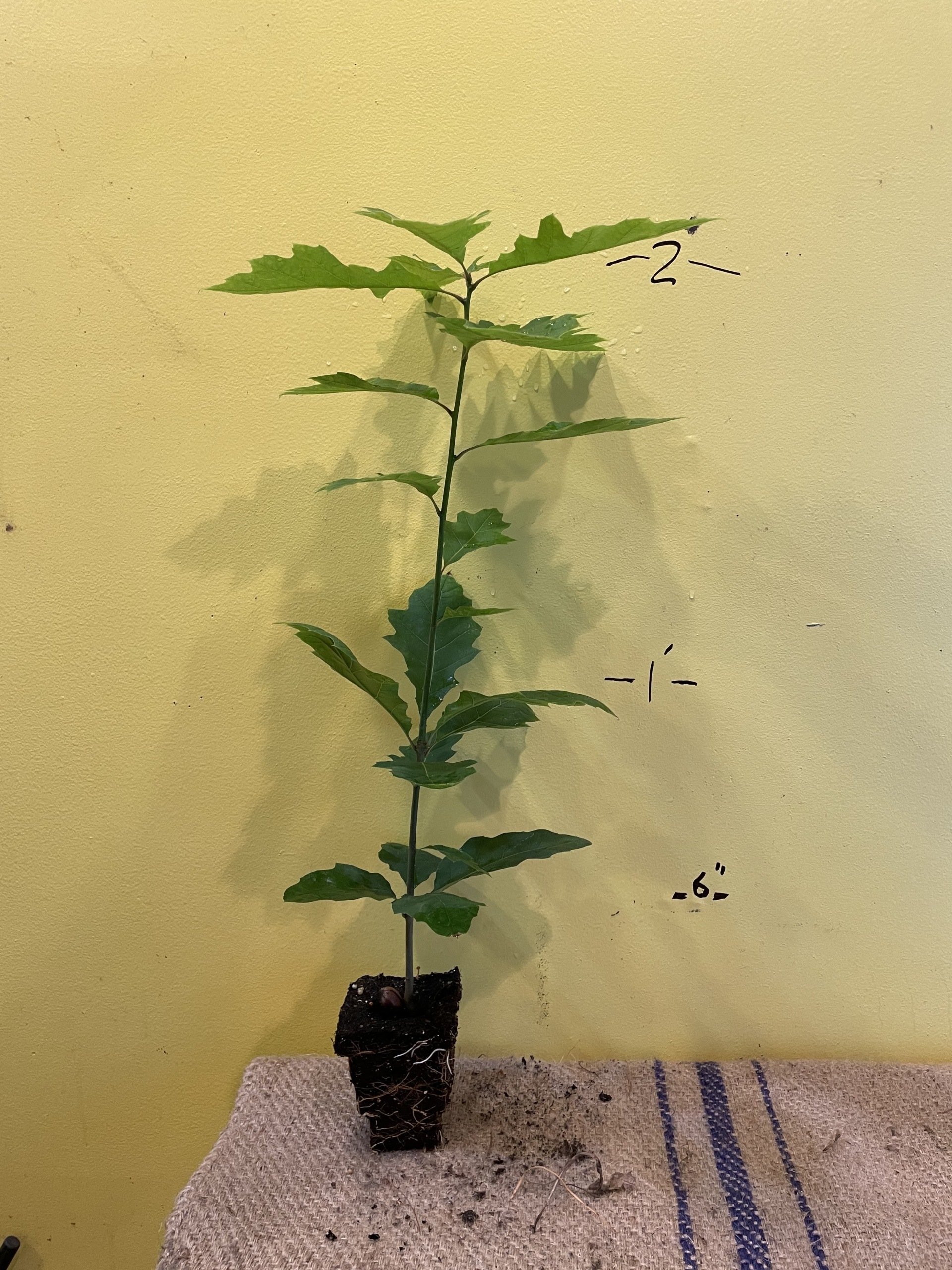 Deciduous Tree Seedlings I Skandia, MI I EverGreen Nursery