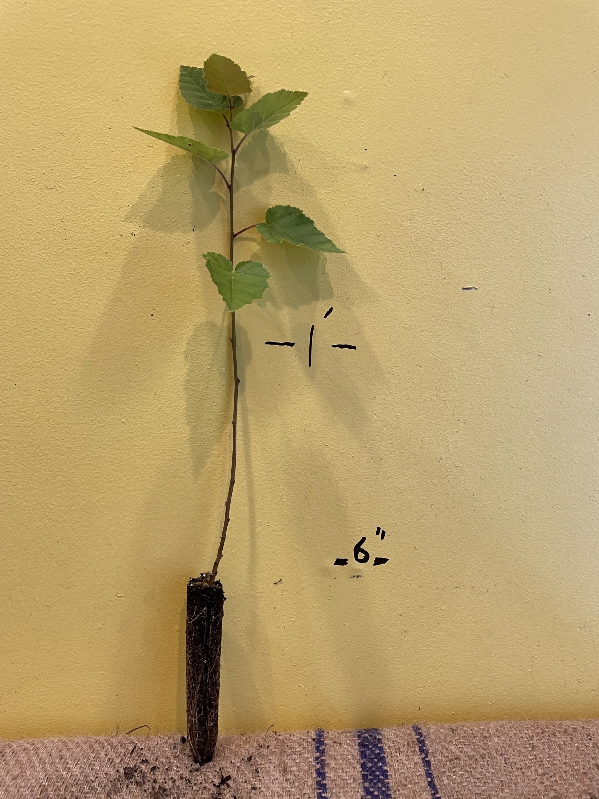 Deciduous Tree Seedlings I Skandia, MI I EverGreen Nursery