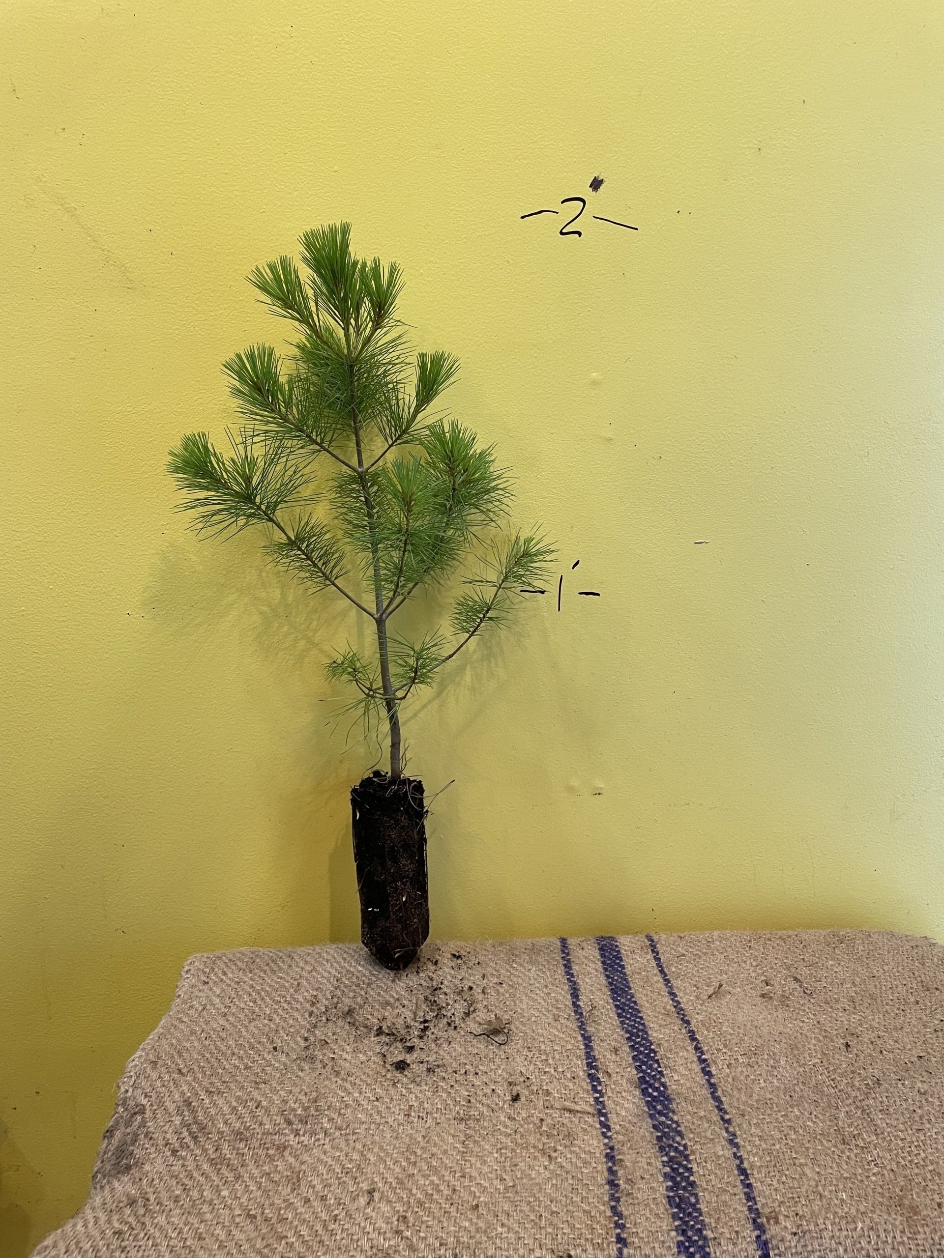 Conifer Tree Seedlings I Skandia, MI I EverGreen Nursery Inc