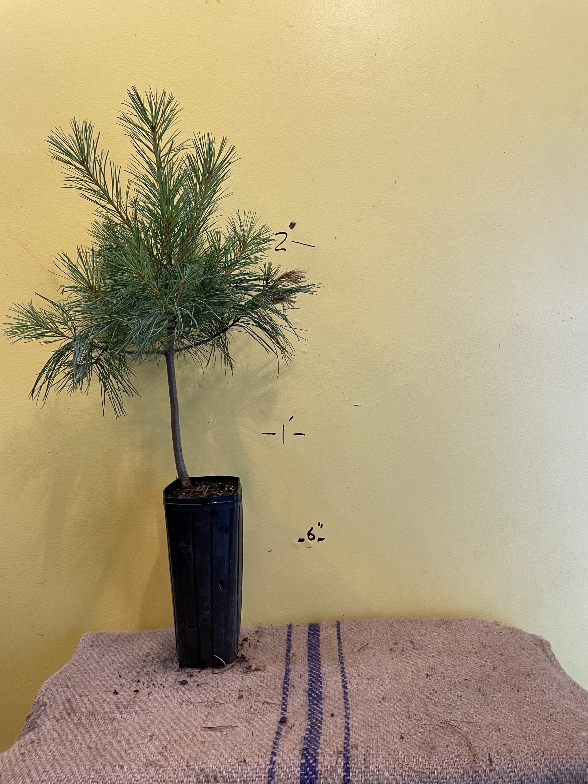 Potted Wildlife Trees in Marquette County, MI