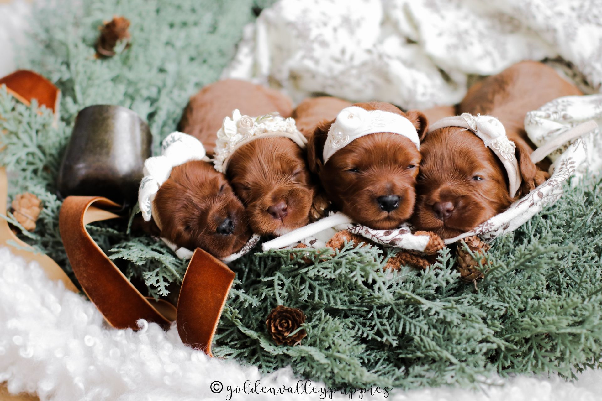 Polly's Cavapoo Puppies | Toy & Mini Cavapoos Iowa