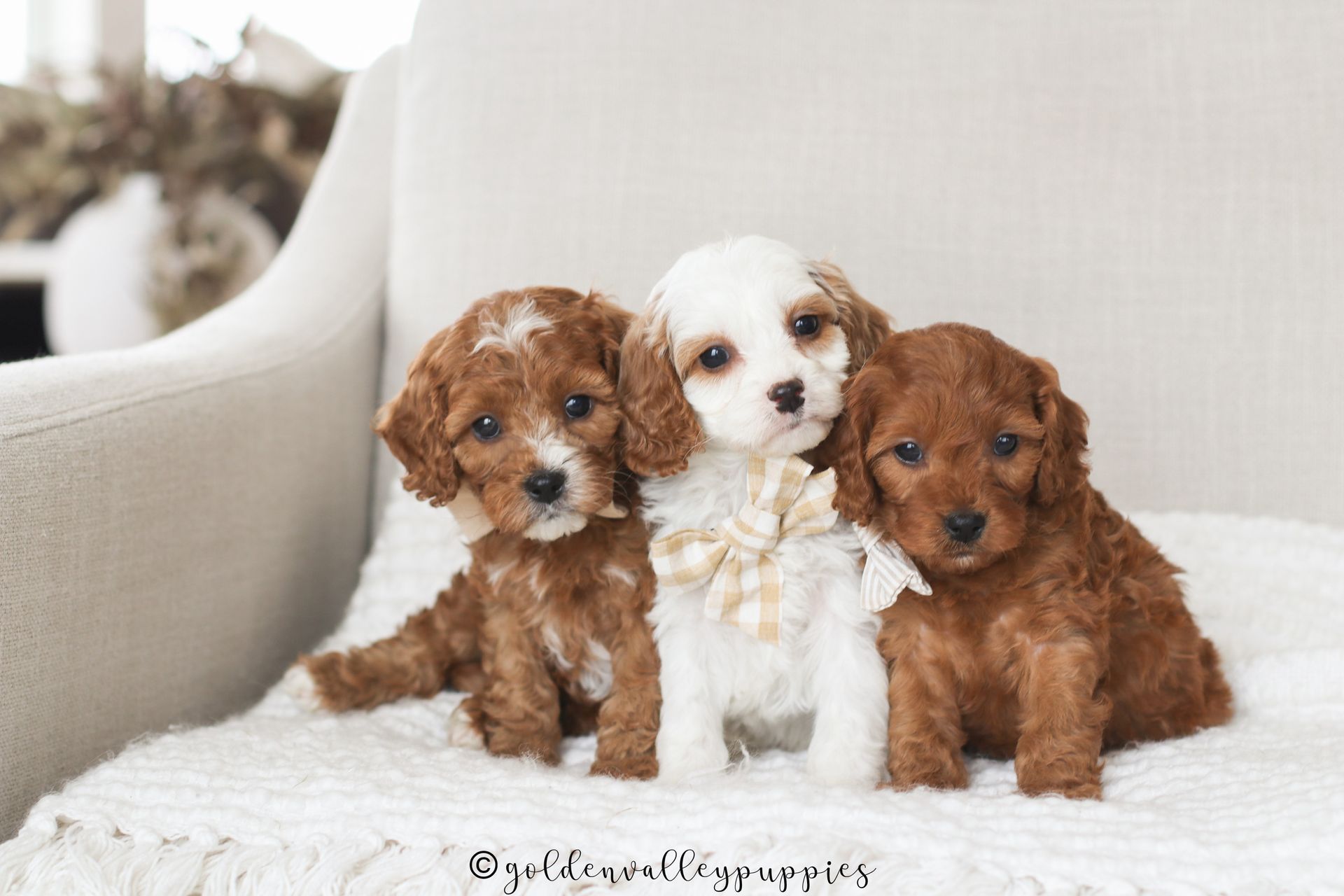 Olive's Cavapoo Puppies | Toy & Mini Cavapoos Iowa