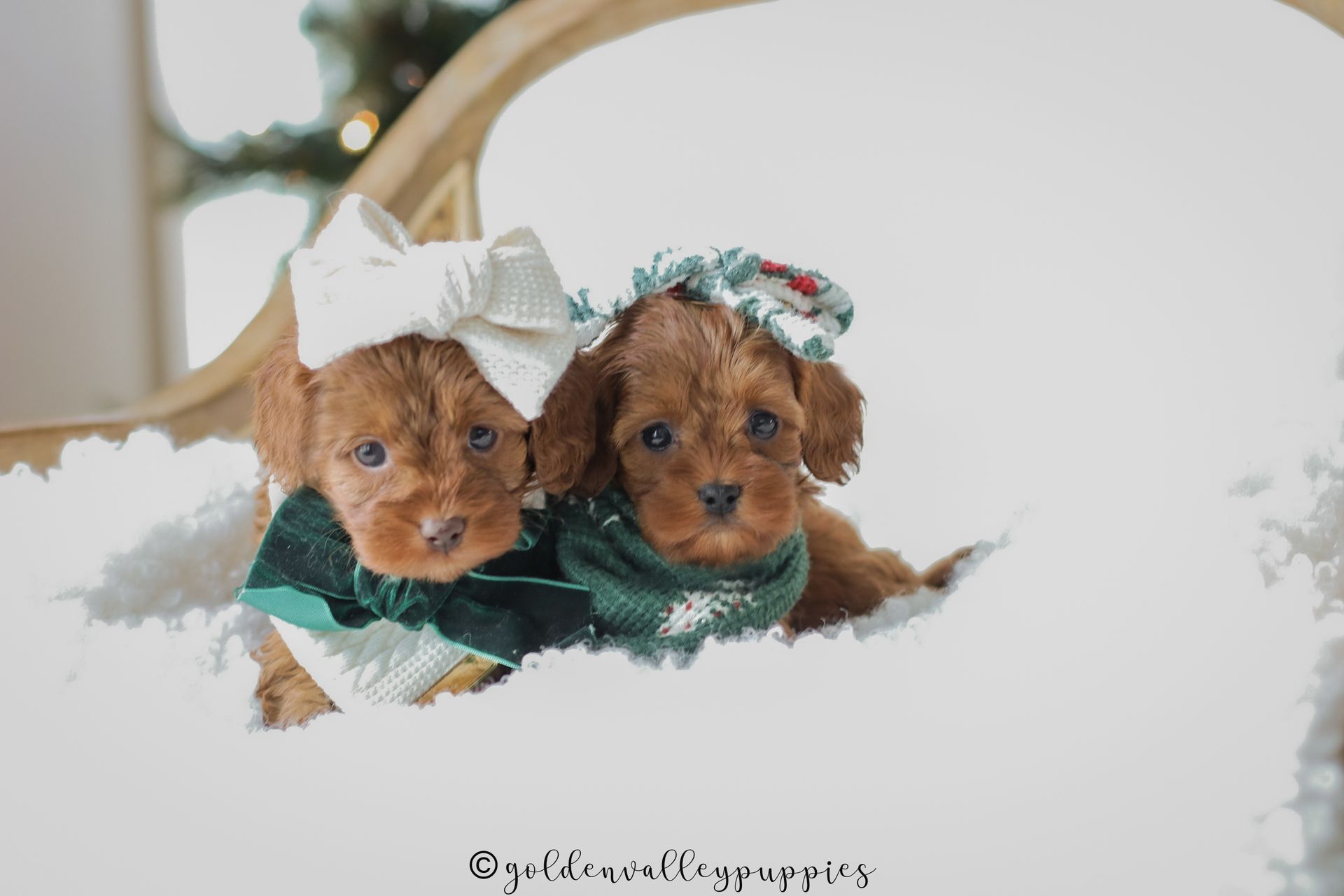 Polly's Cavapoo Puppies | Toy & Mini Cavapoos Iowa