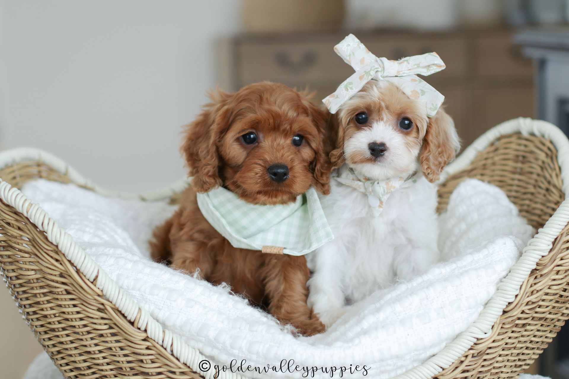 Olives's Cavapoo Puppies | Toy & Mini Cavapoos Iowa