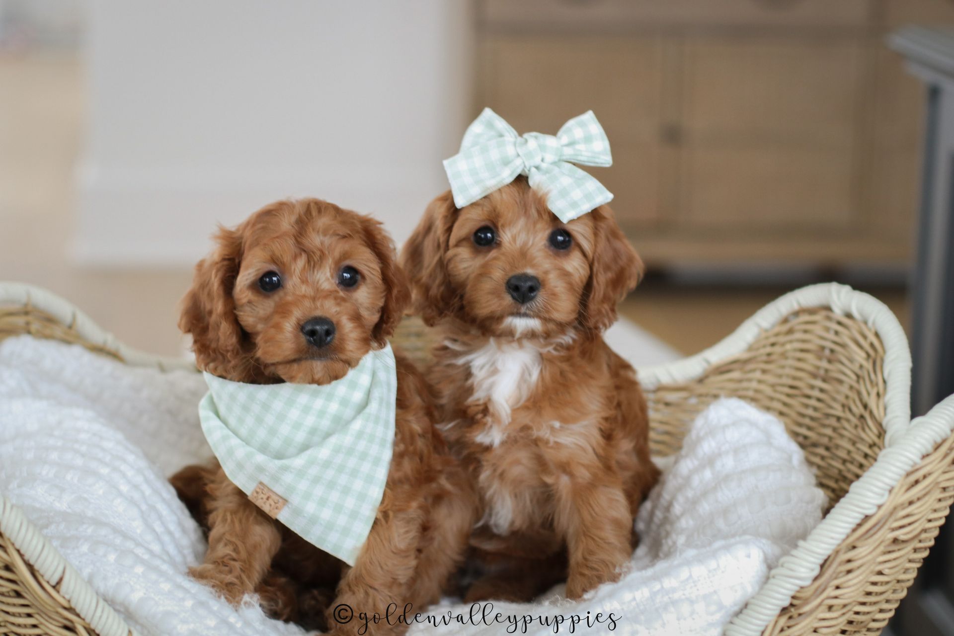 Olive's Cavapoo Puppies | Toy & Mini Cavapoos Iowa
