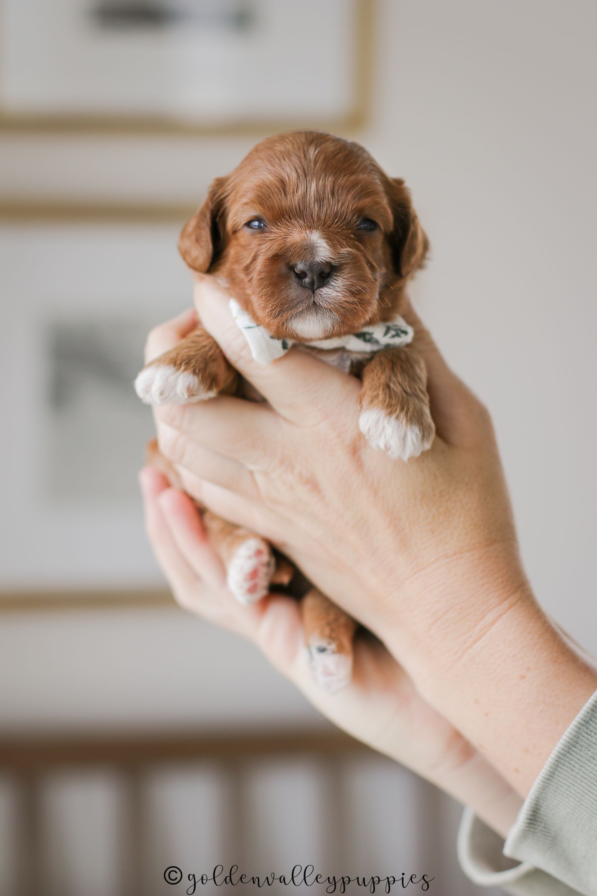 Polly’s Past Cavapoo Puppies | Toy & Mini Cavapoos Iowa