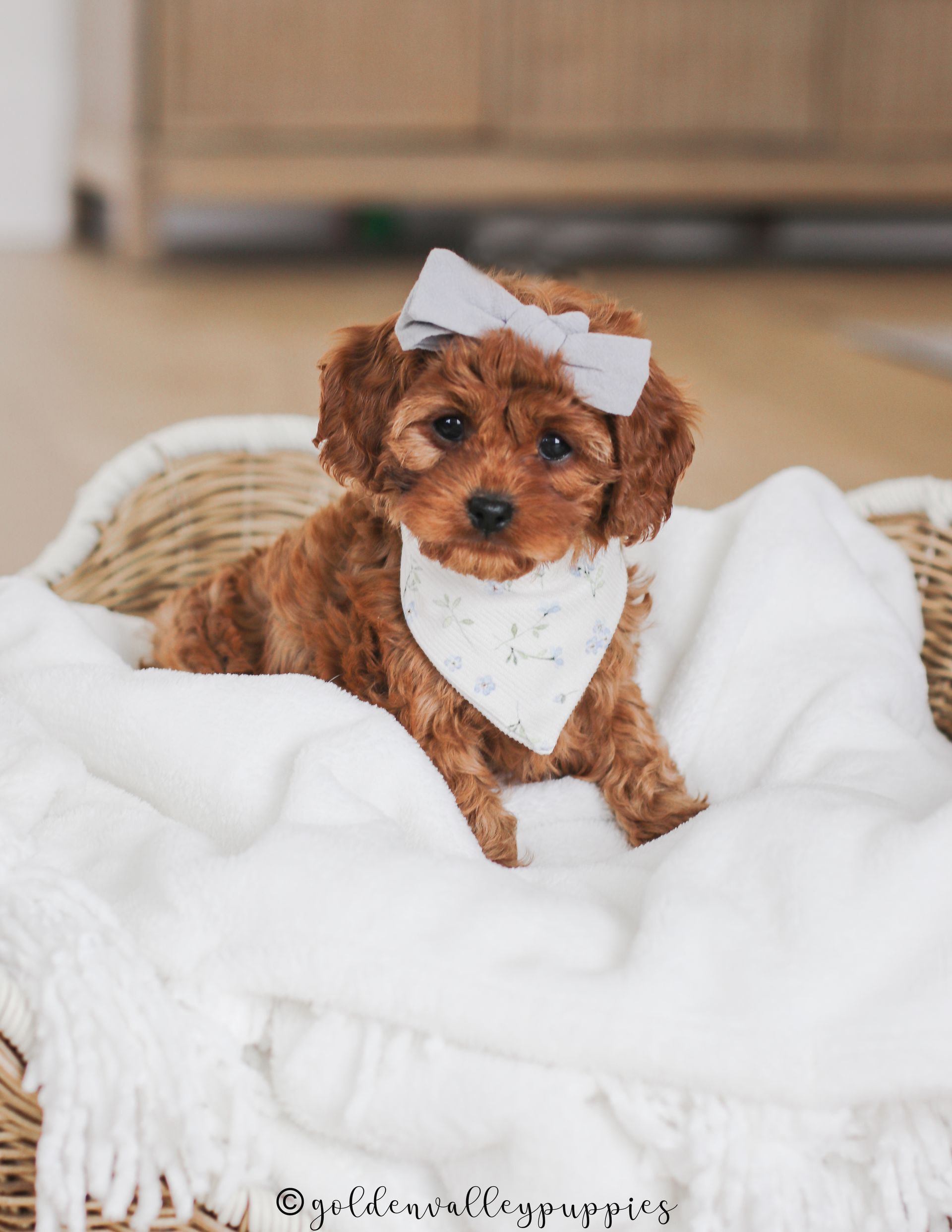 Polly’s Past Cavapoo Puppies | Toy & Mini Cavapoos Iowa