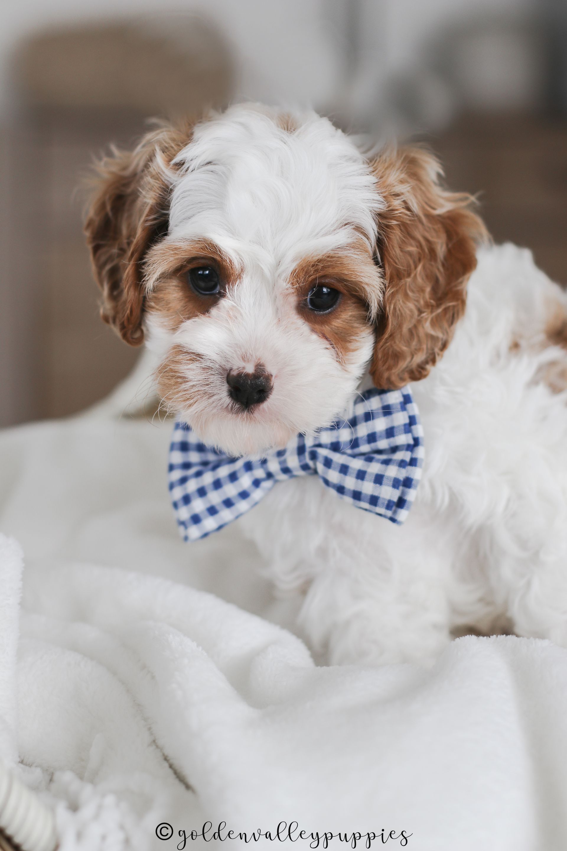 Polly’s Past Cavapoo Puppies | Toy & Mini Cavapoos Iowa