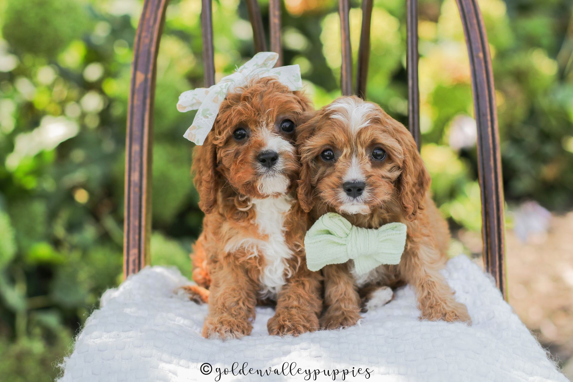 Ruby’s Cavapoo Puppies | Toy & Mini Cavapoos Iowa