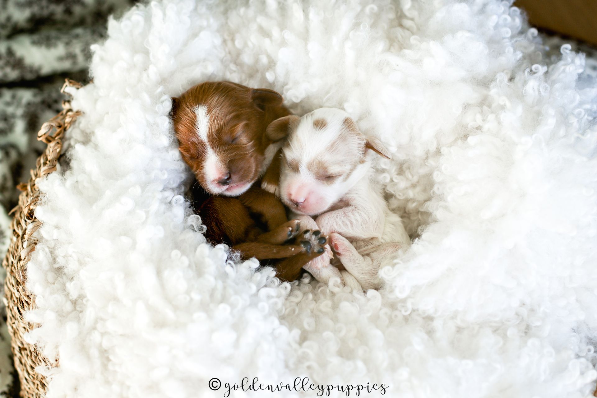 Olives's Cavapoo Puppies | Toy & Mini Cavapoos Iowa