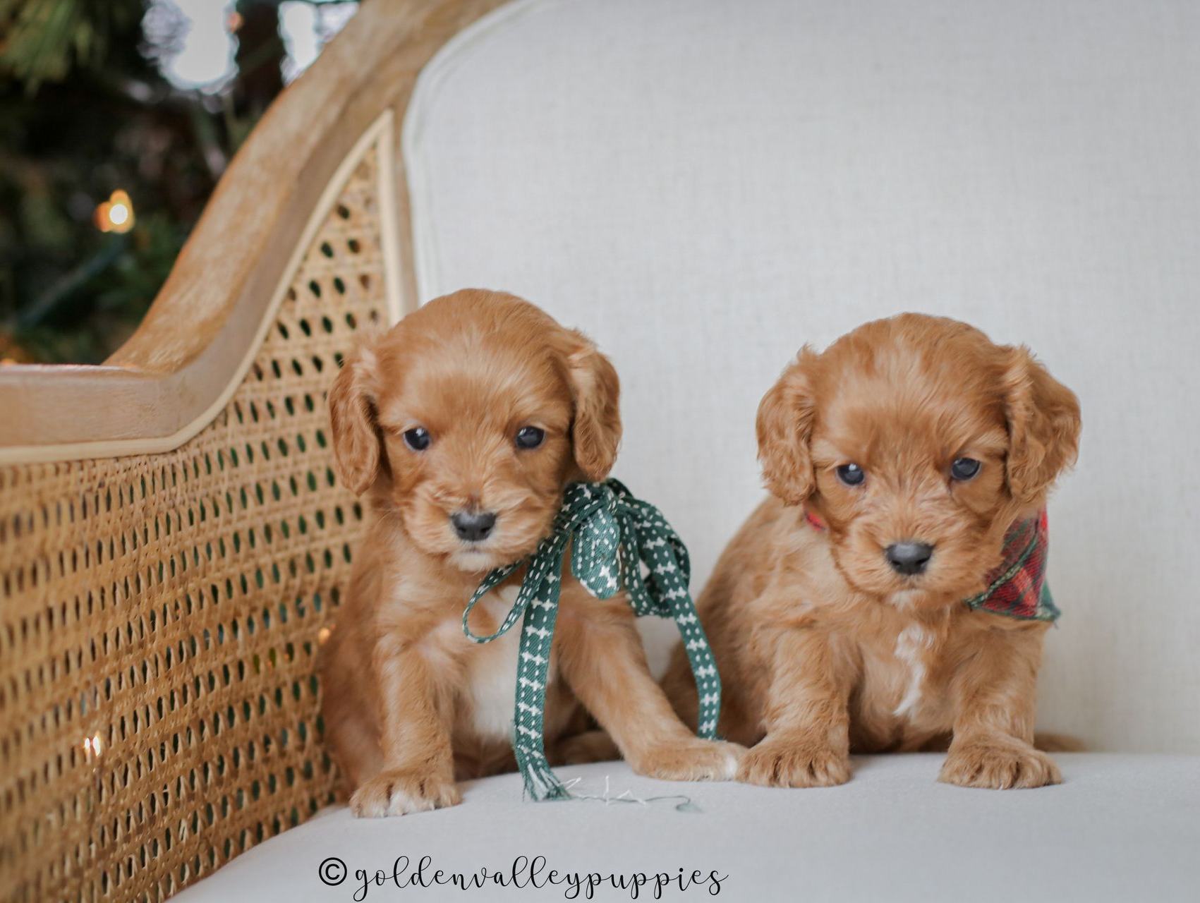 Cleo's Cavapoo Puppies | Toy & Mini Cavapoos Iowa