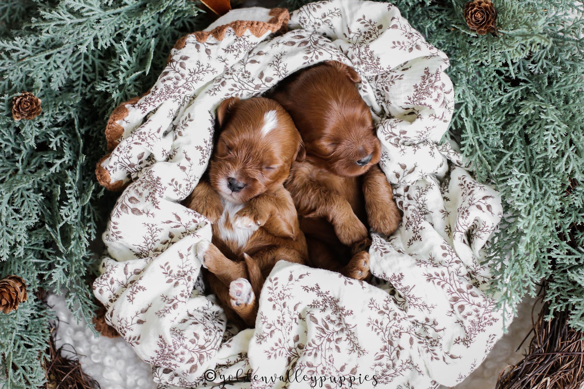 Polly's Cavapoo Puppies | Toy & Mini Cavapoos Iowa