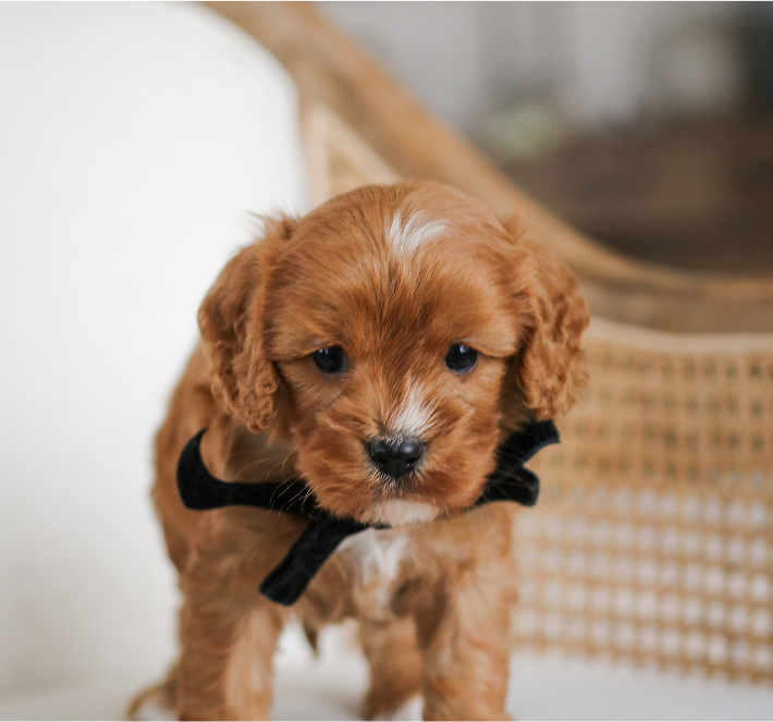 About Golden Valley Cavapoo Puppies Iowa