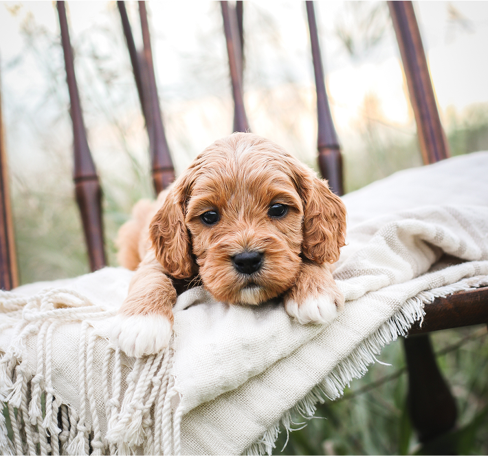 About Golden Valley Cavapoo Puppies Iowa